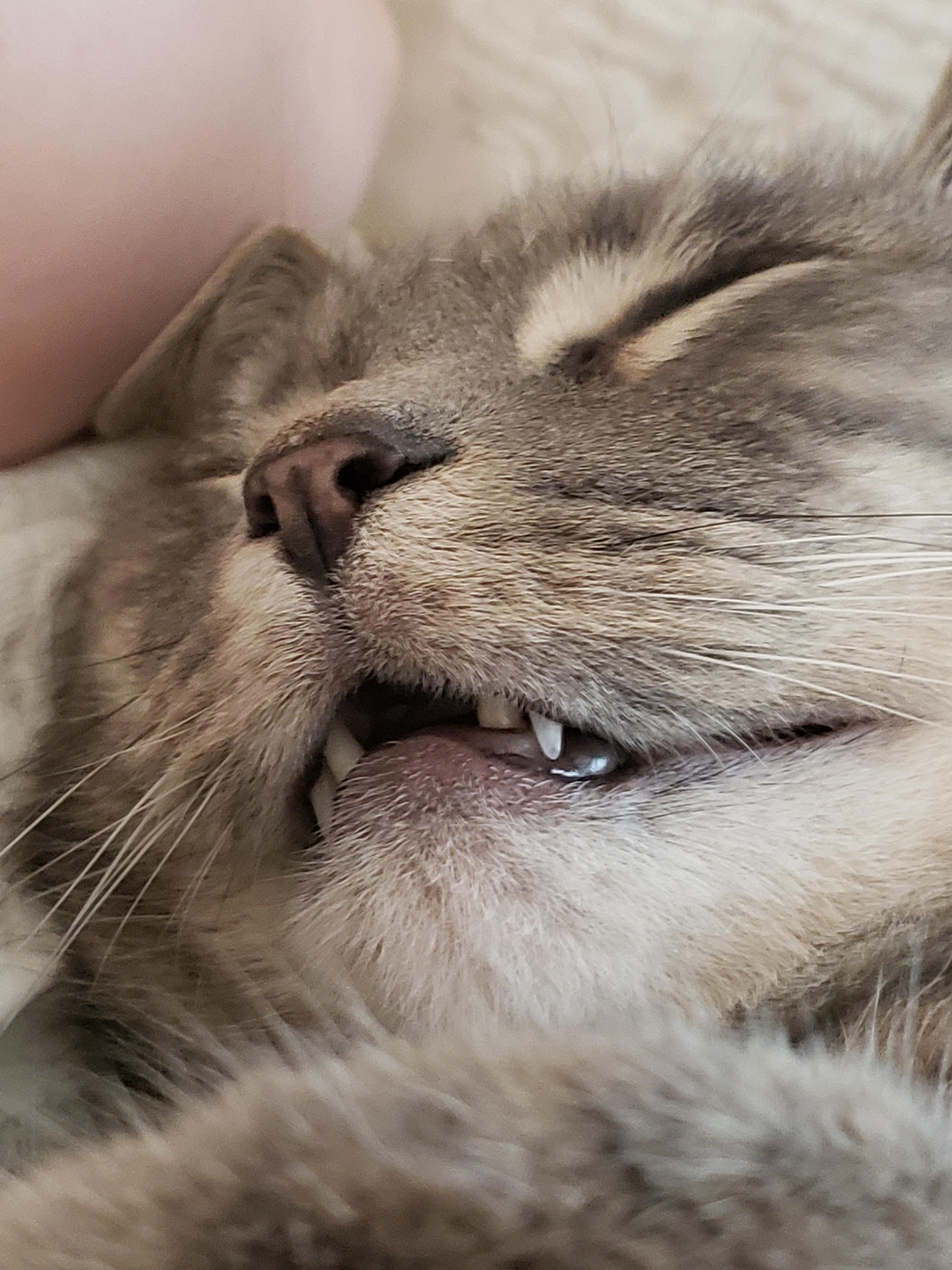 Leo showing off his danger teeth while taking a snooze. | Scrolller