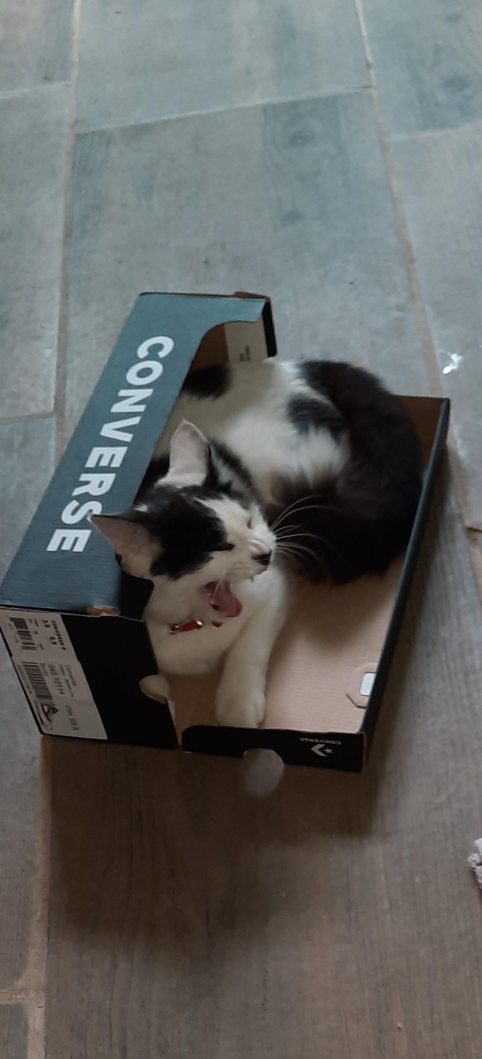 Little fangs in a box | Scrolller