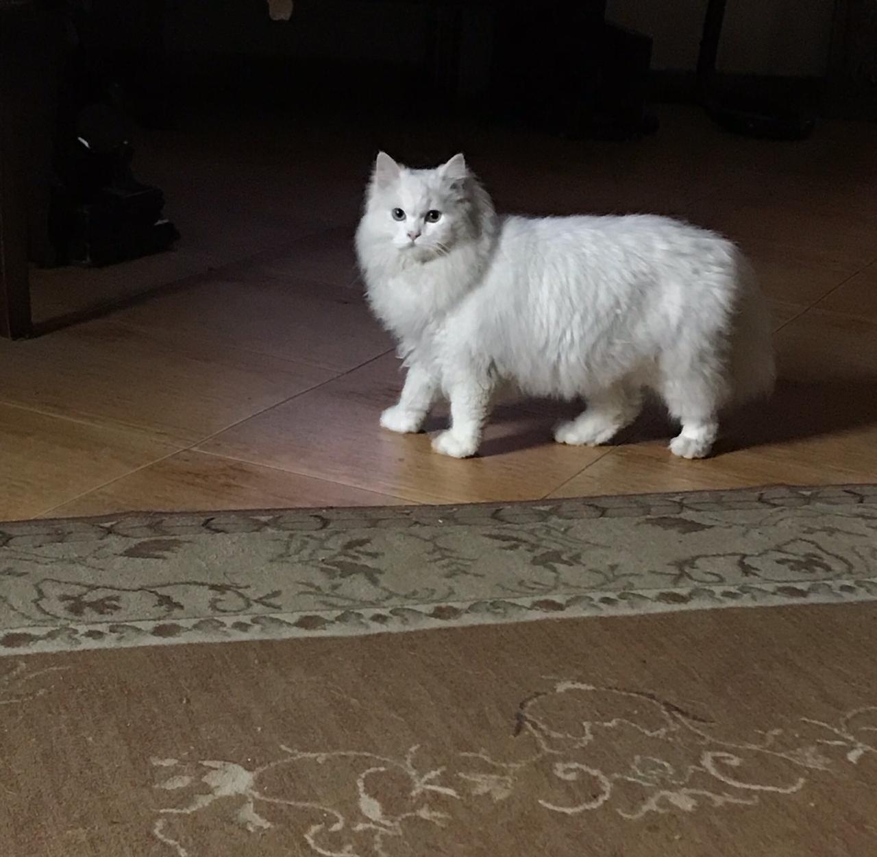 little king just taking a stroll | Scrolller