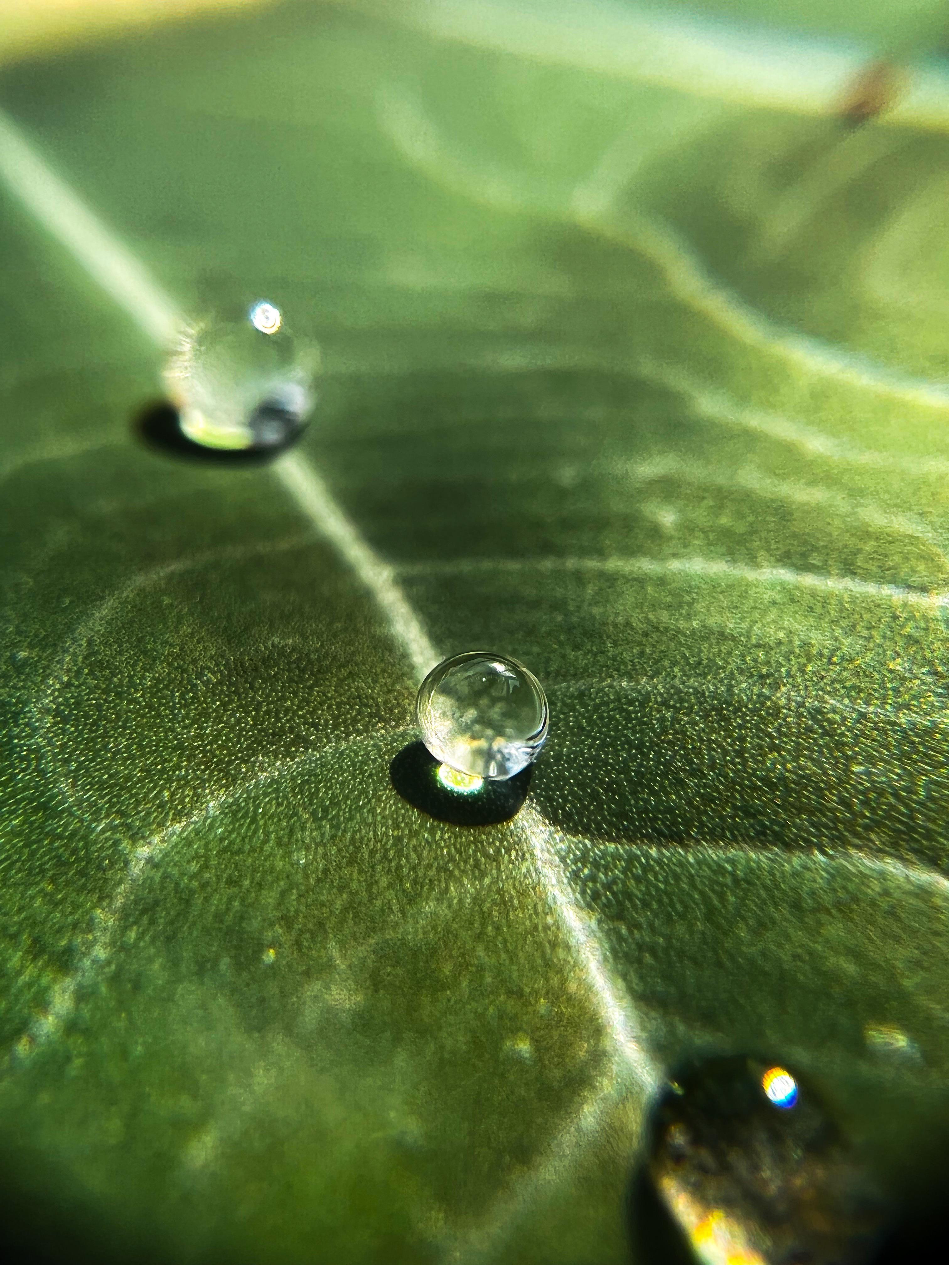 Macro photography | Scrolller