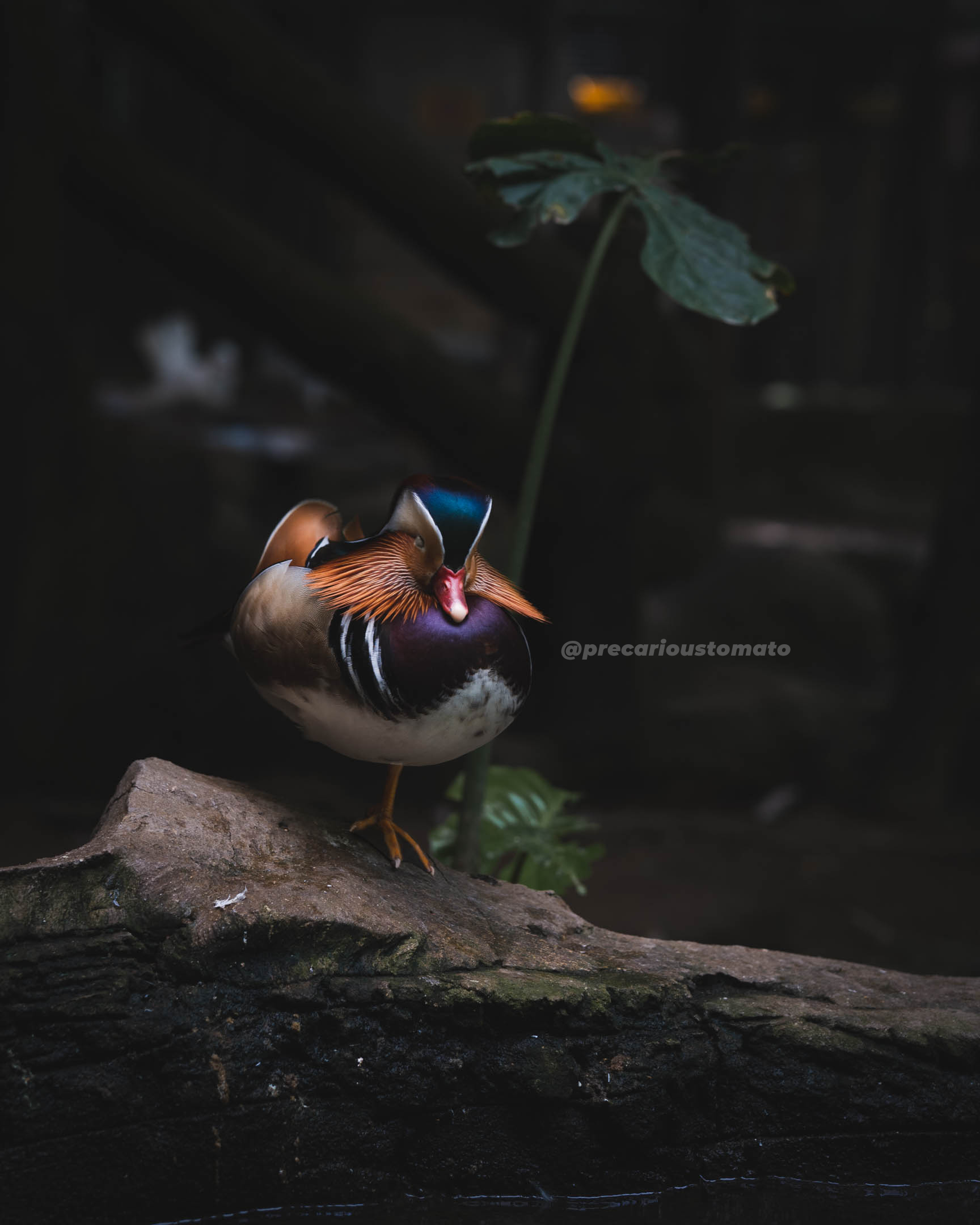 Mandarin Duck | Scrolller