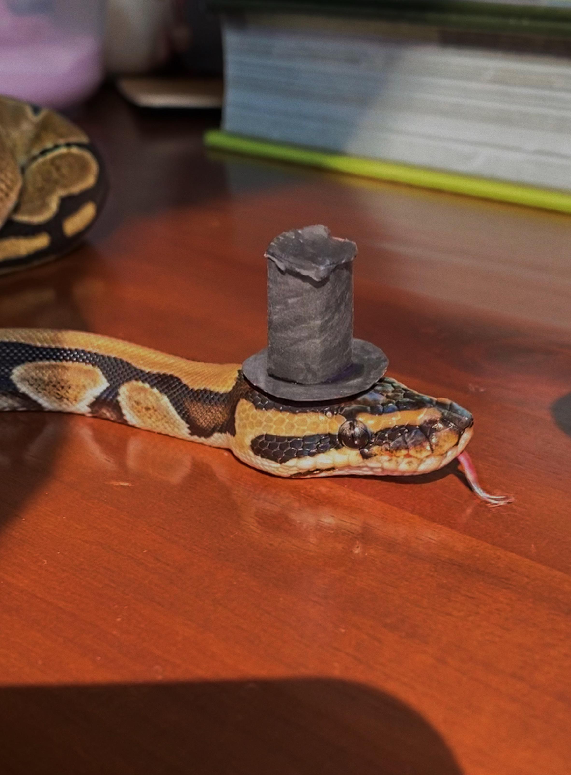 meet Echo | Scrolller