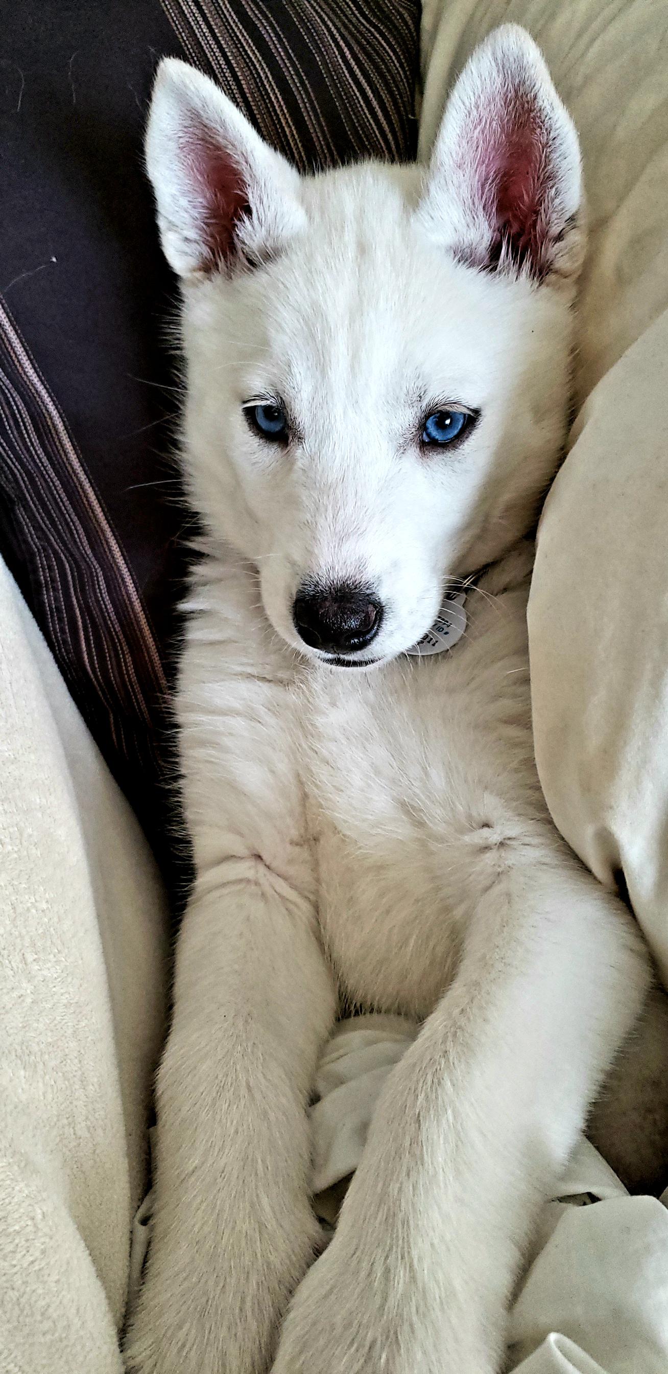 Meet Freyja at 7 weeks old, she decided to go ahead and just make ...