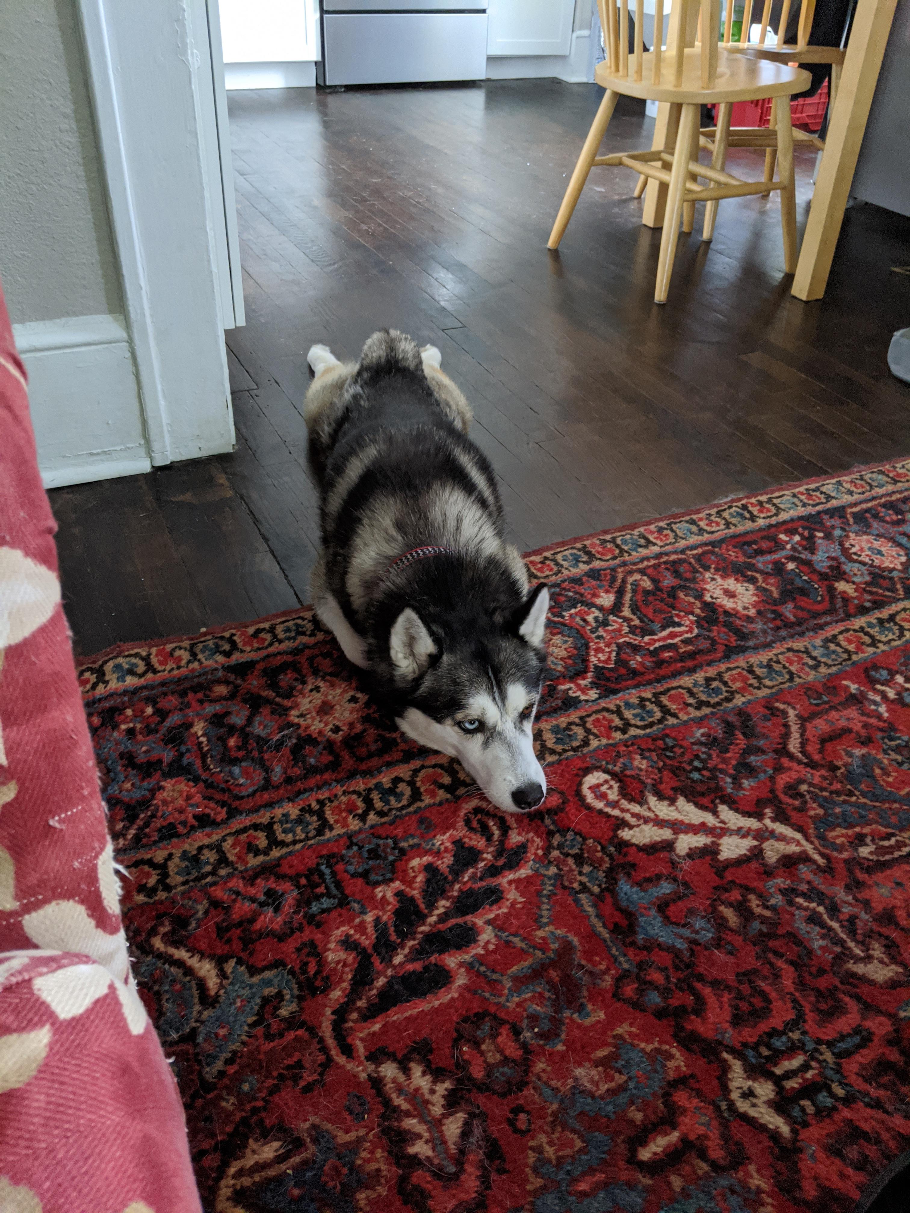 Meet Gzifa aka roopert. The splooting husky. | Scrolller