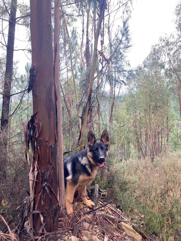 meet Leo my 4.5 month old - Life will never be the same ;) | Scrolller