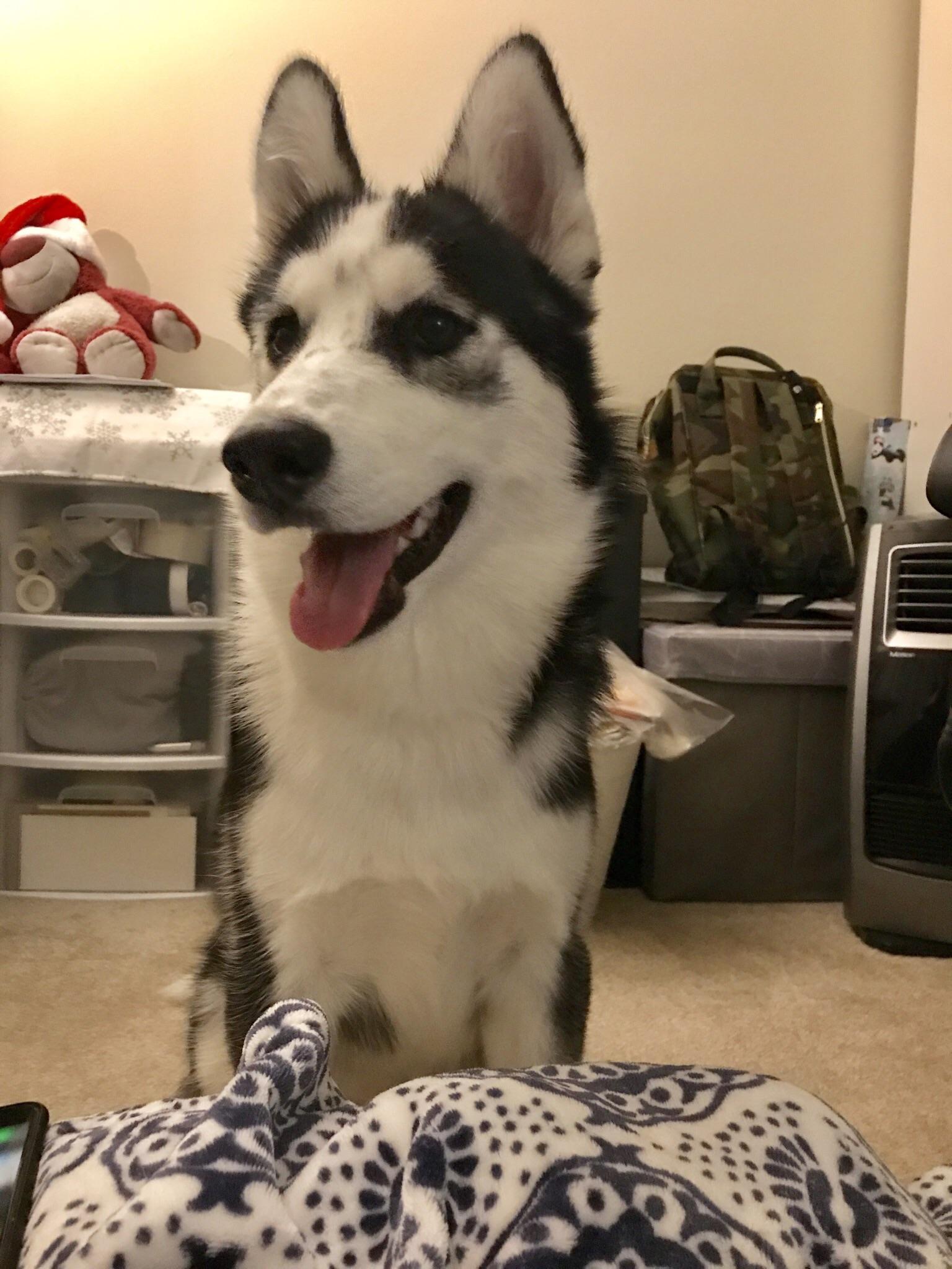 Meet Panda! He’s 5.5 month old at 40 lbs. Is he considered average in ...