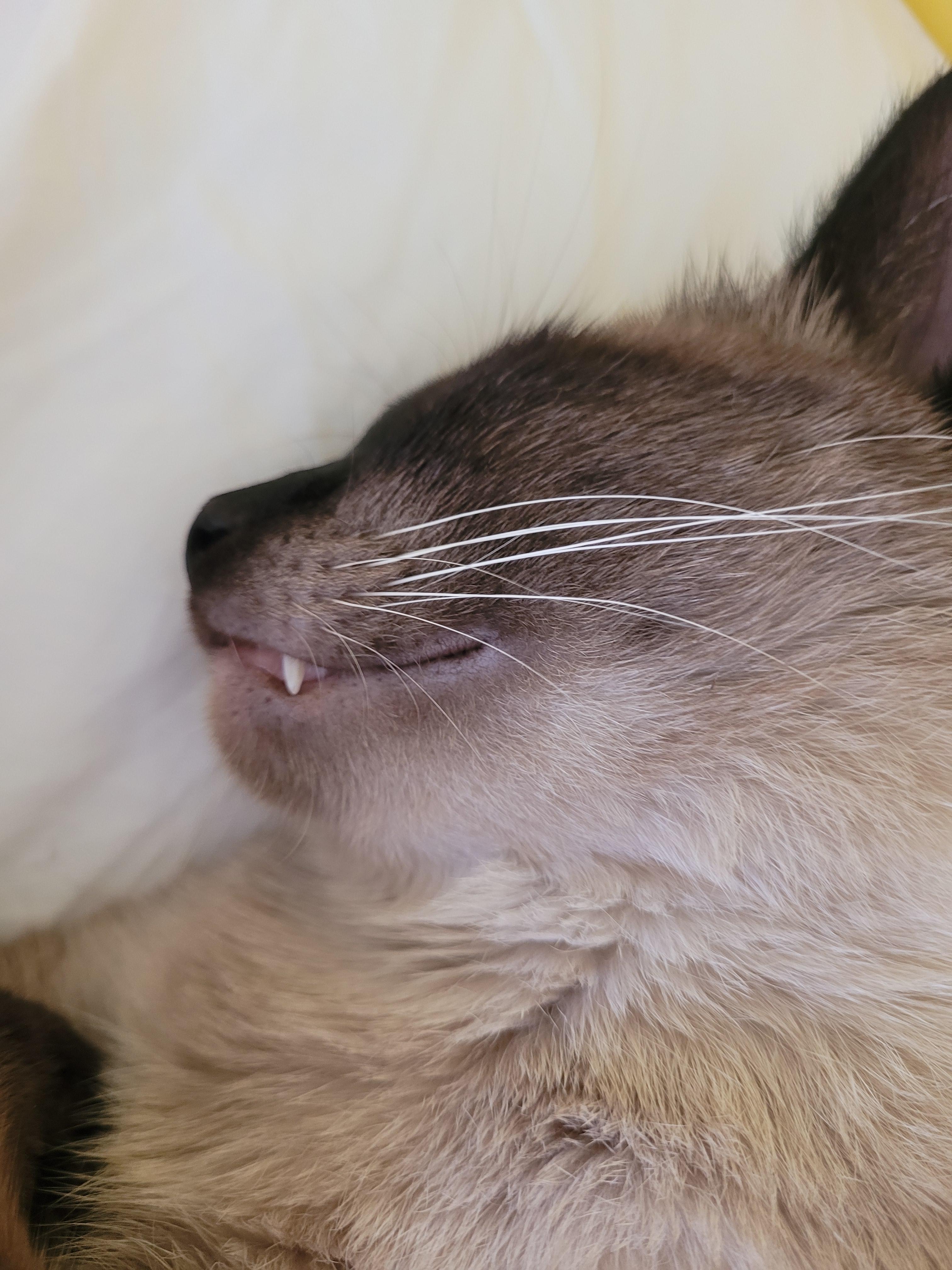 meet Vlad, my pet vampire | Scrolller