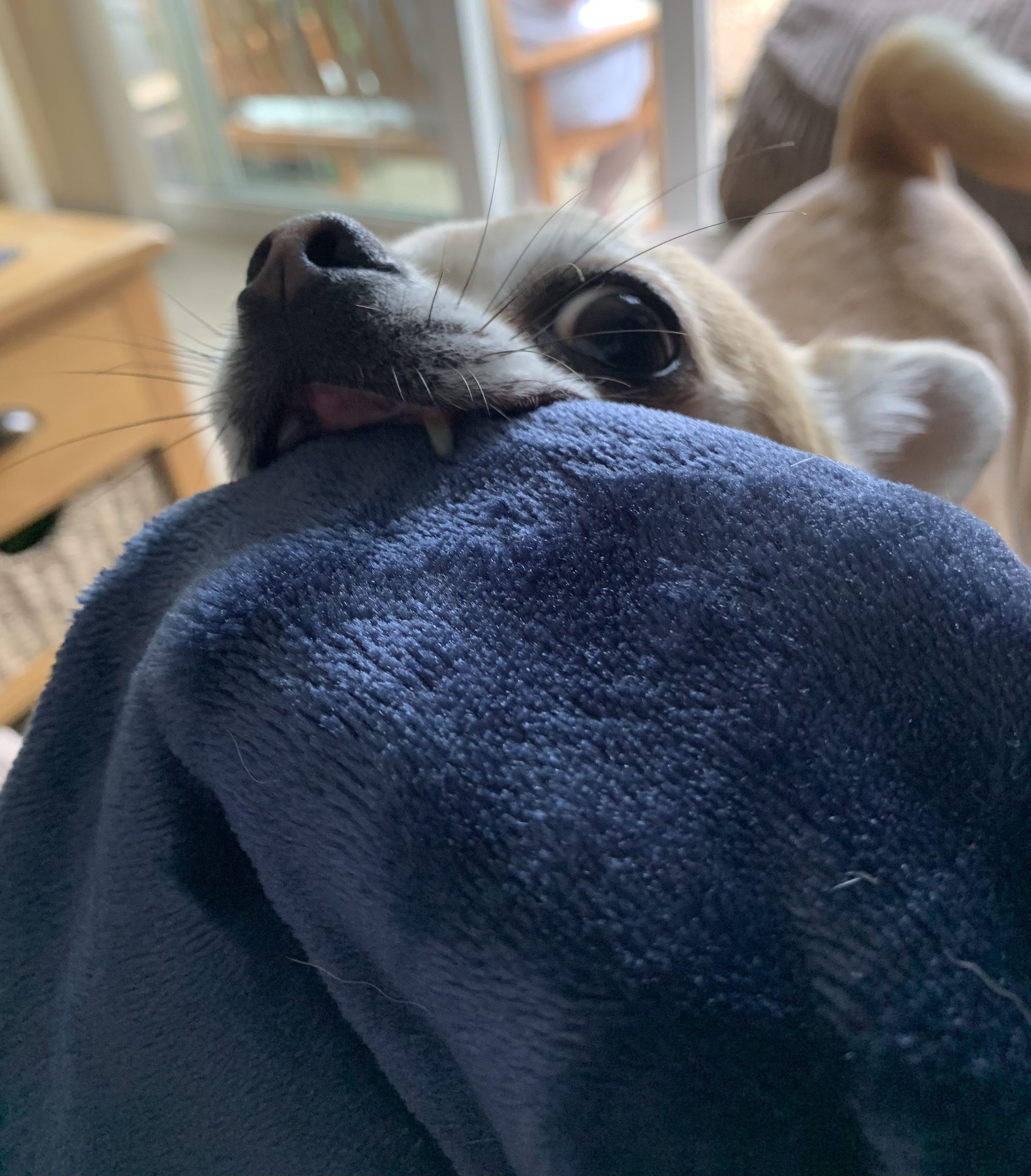 Milo playtime fangies… | Scrolller