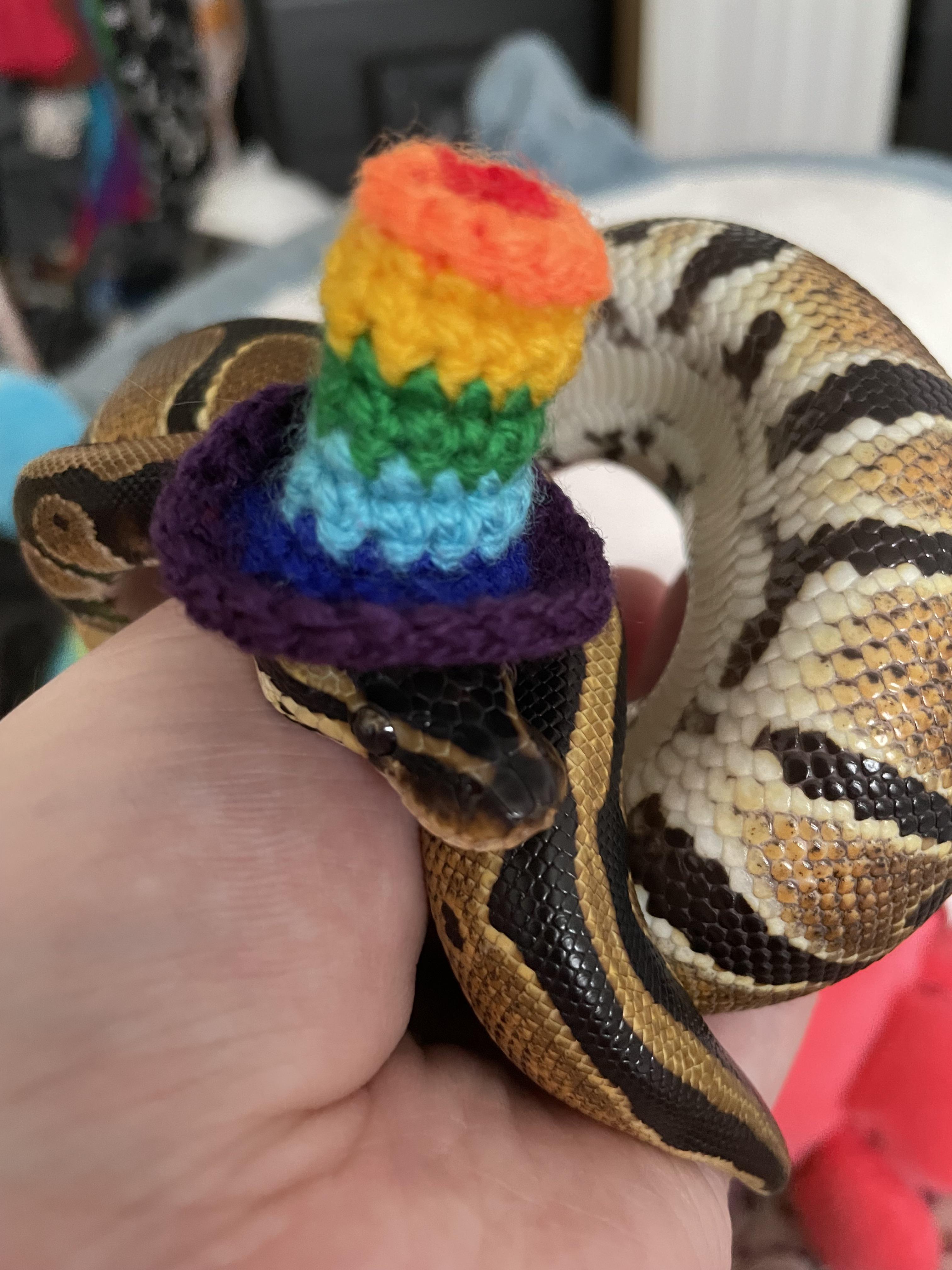 Miss Sunshine’s rainbow snek hat. | Scrolller