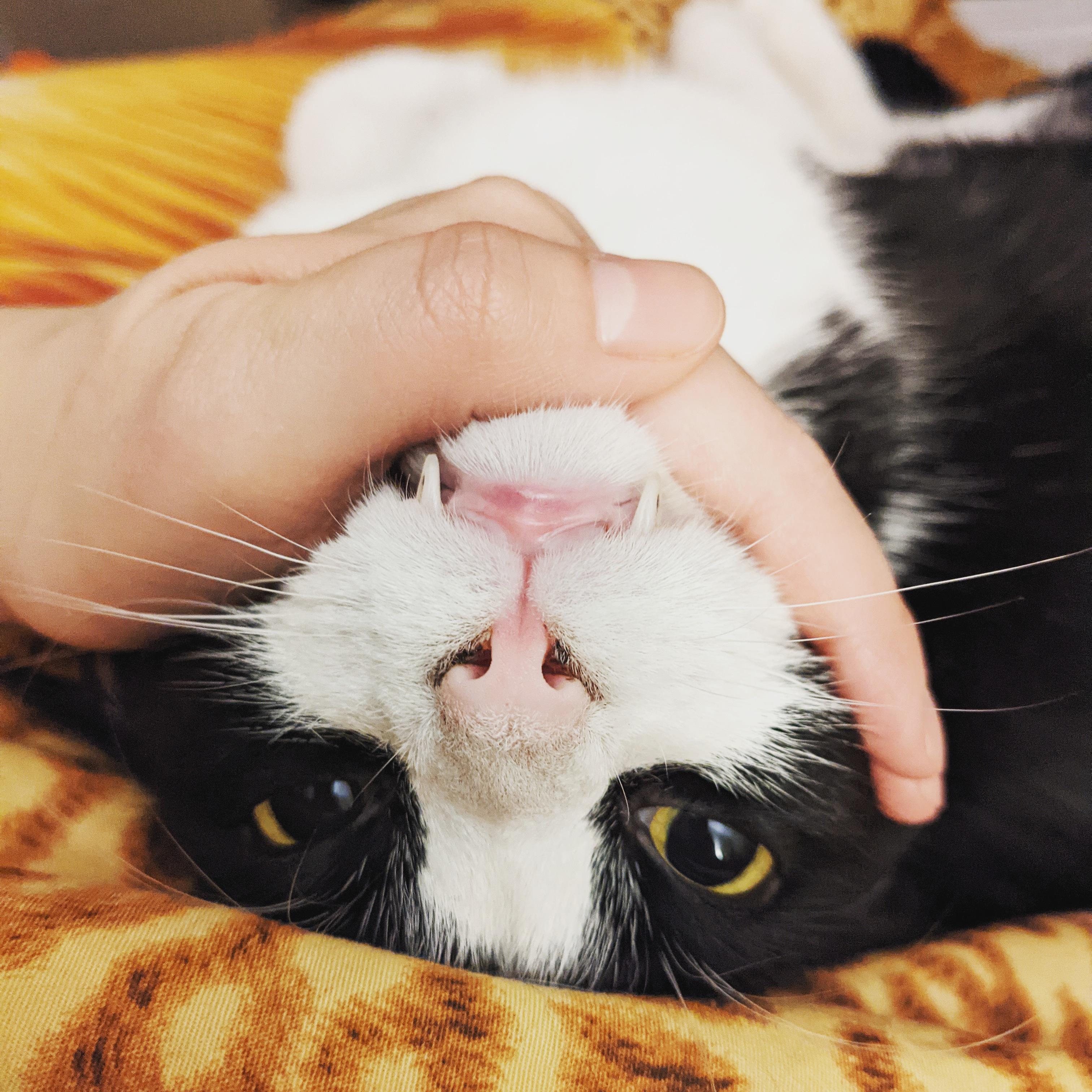 Momo showing off his handsome grin | Scrolller