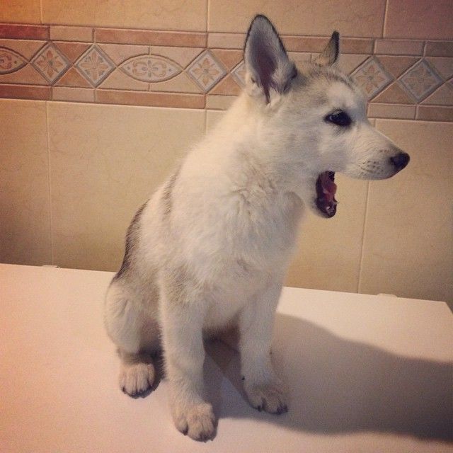 My baby husky, Laika | Scrolller