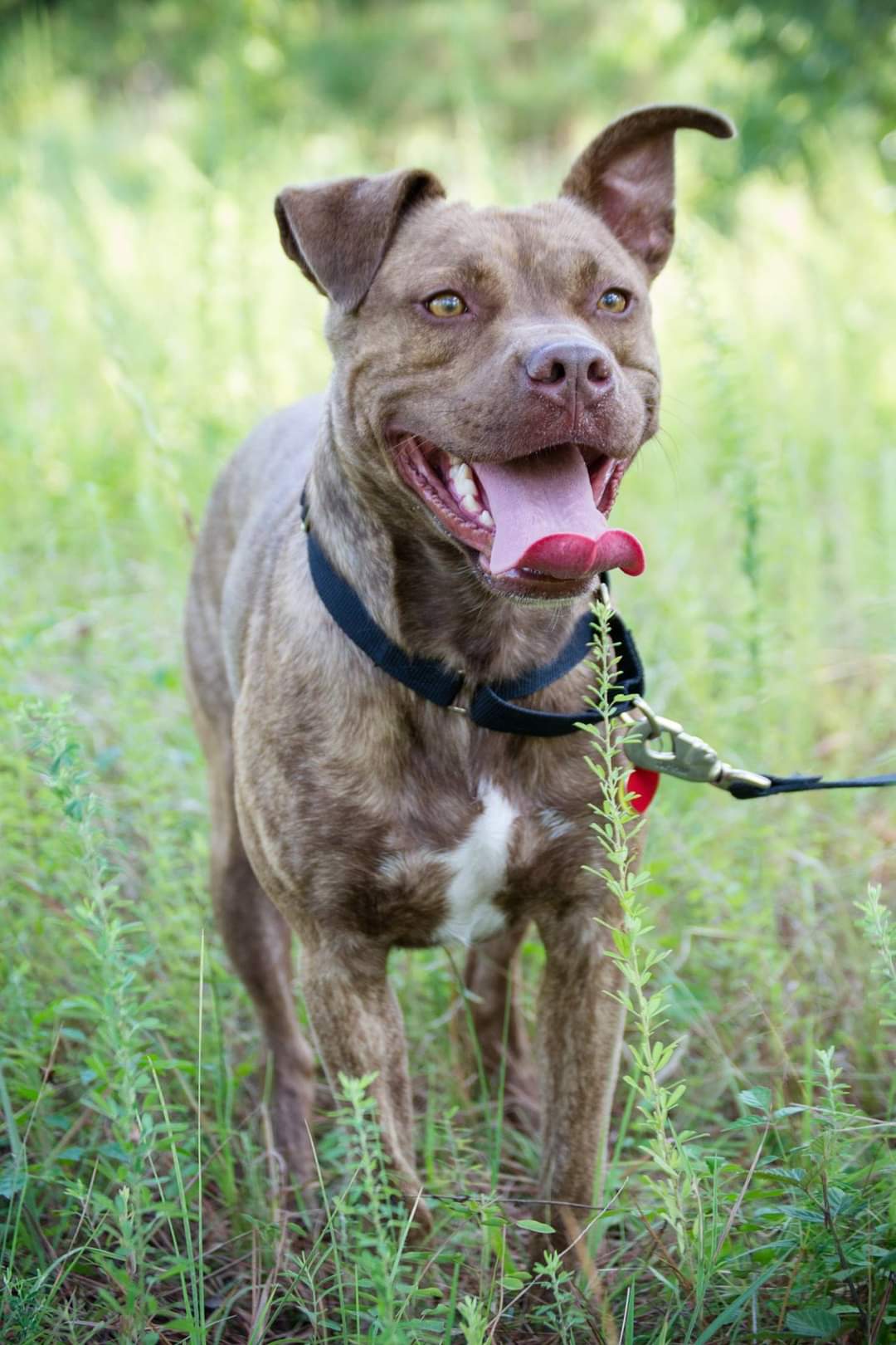 My handsome guy Apollo | Scrolller