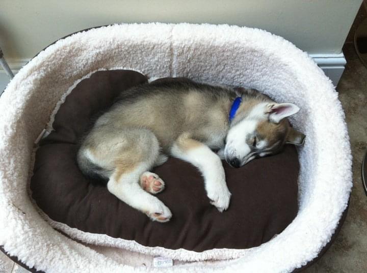 My little pup ️ | Scrolller