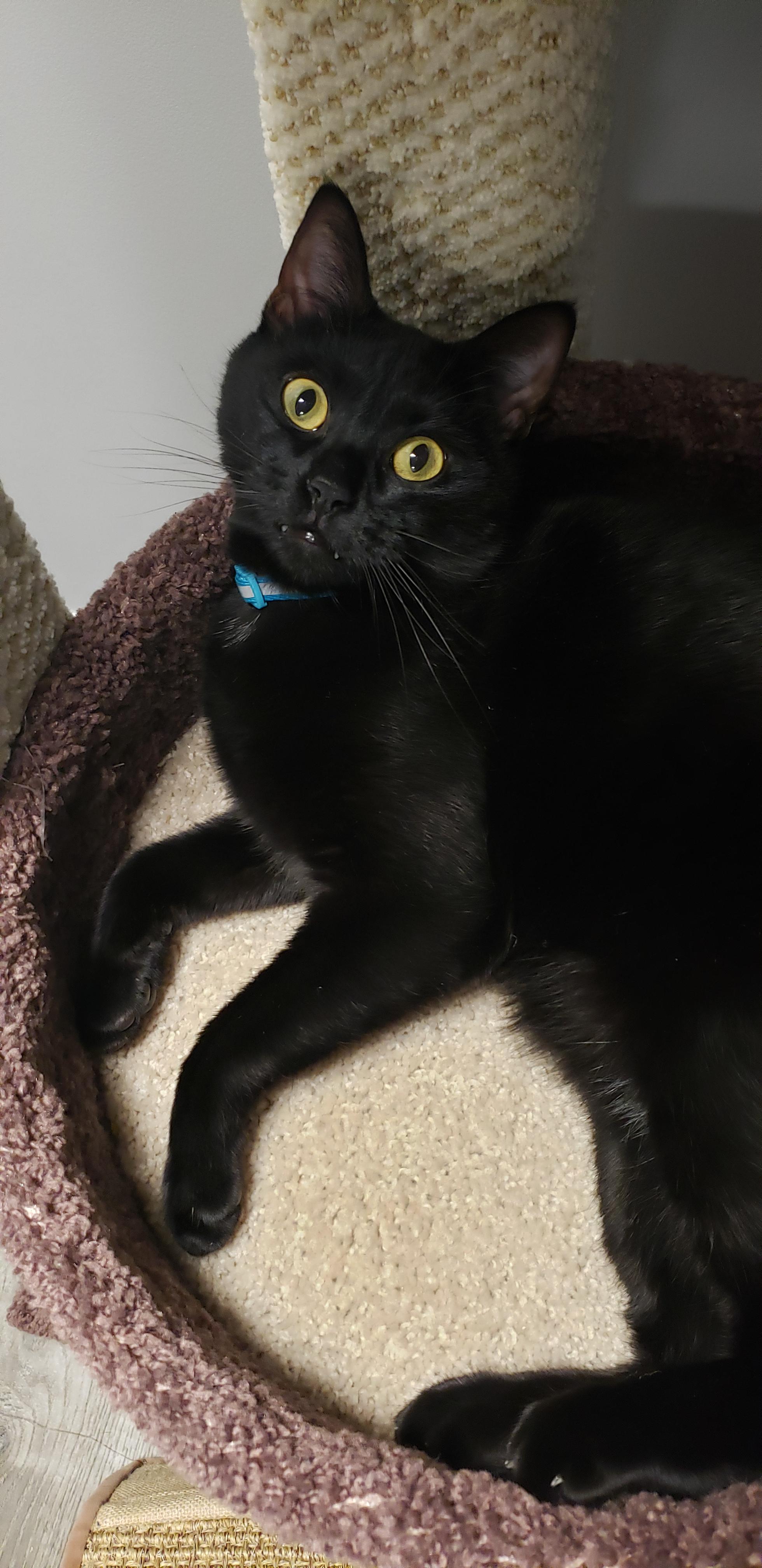 My little vampire cat Maurice | Scrolller