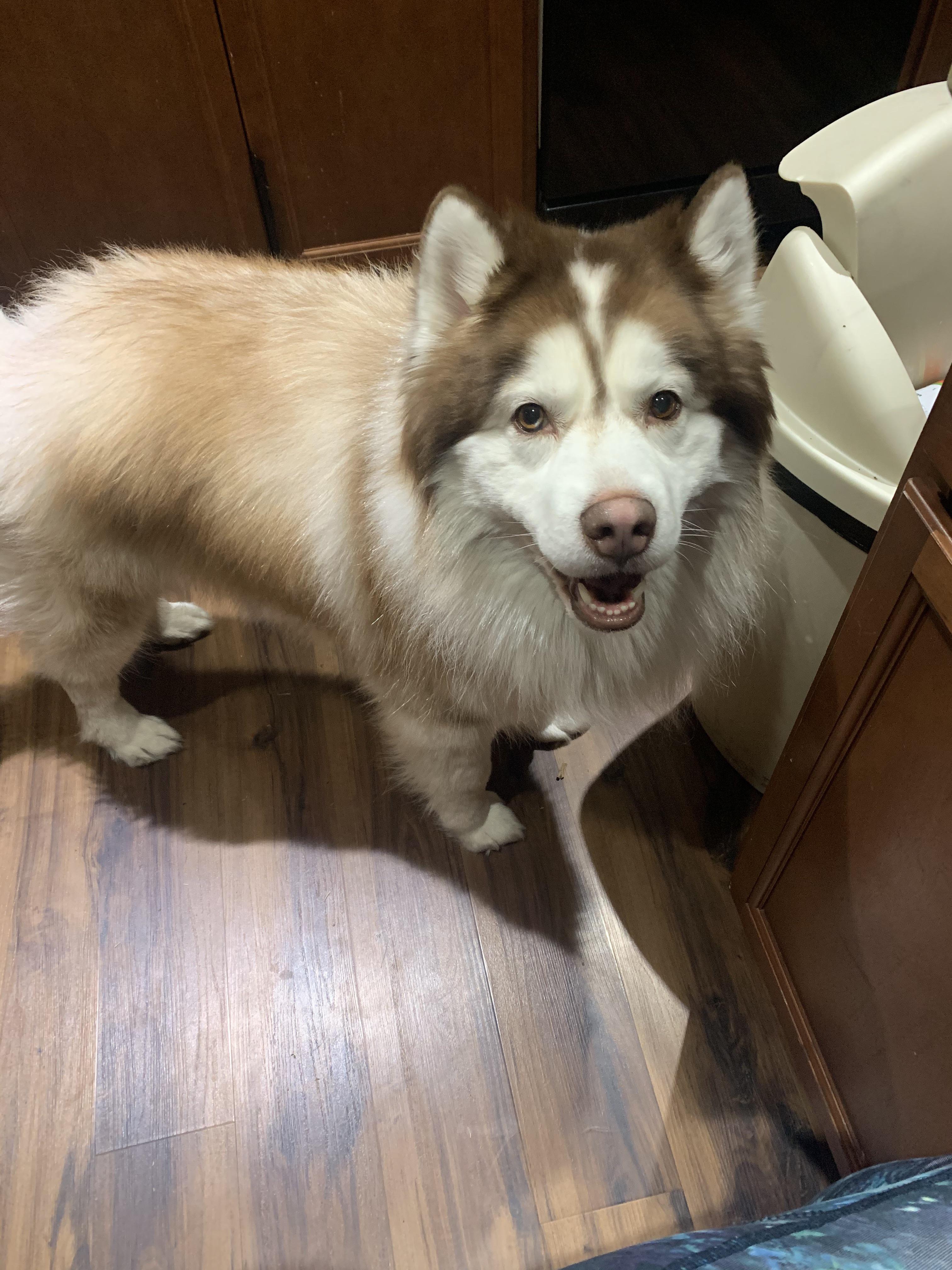 My most handsome fluffy boy Simba 💕 | Scrolller