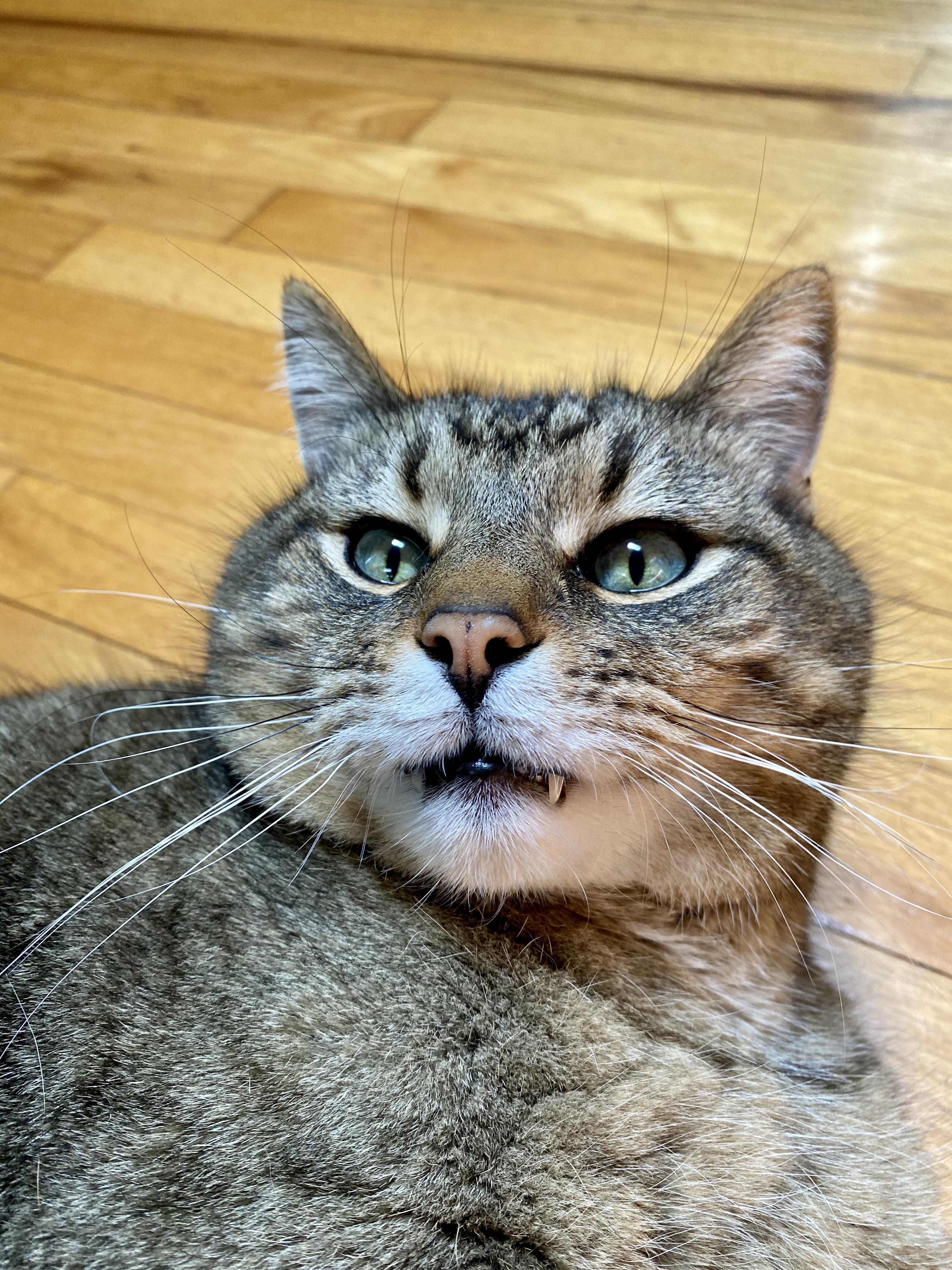 My nephew, Dr. Pepper :”3 | Scrolller