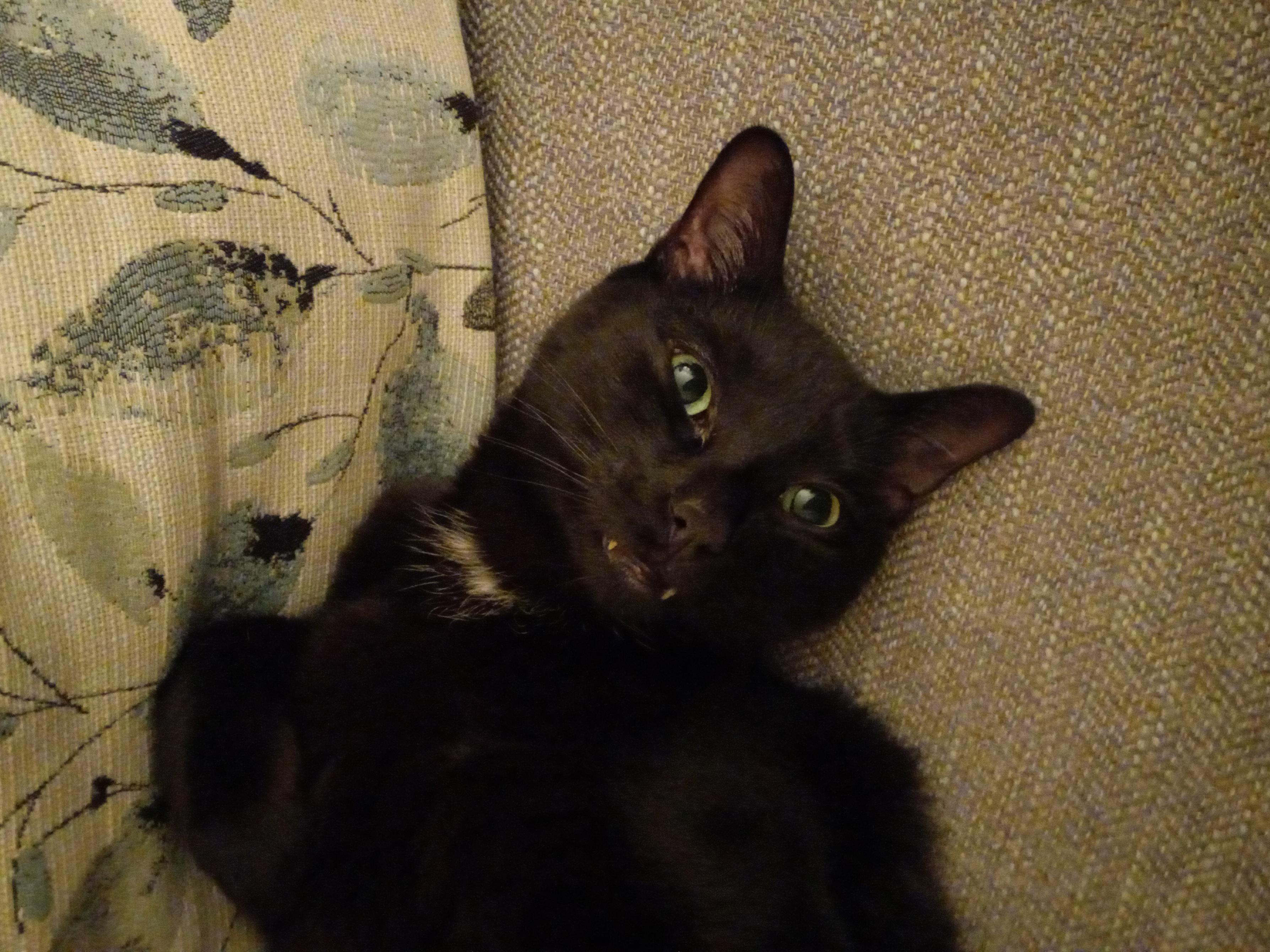 My silly boy and his fangs. | Scrolller