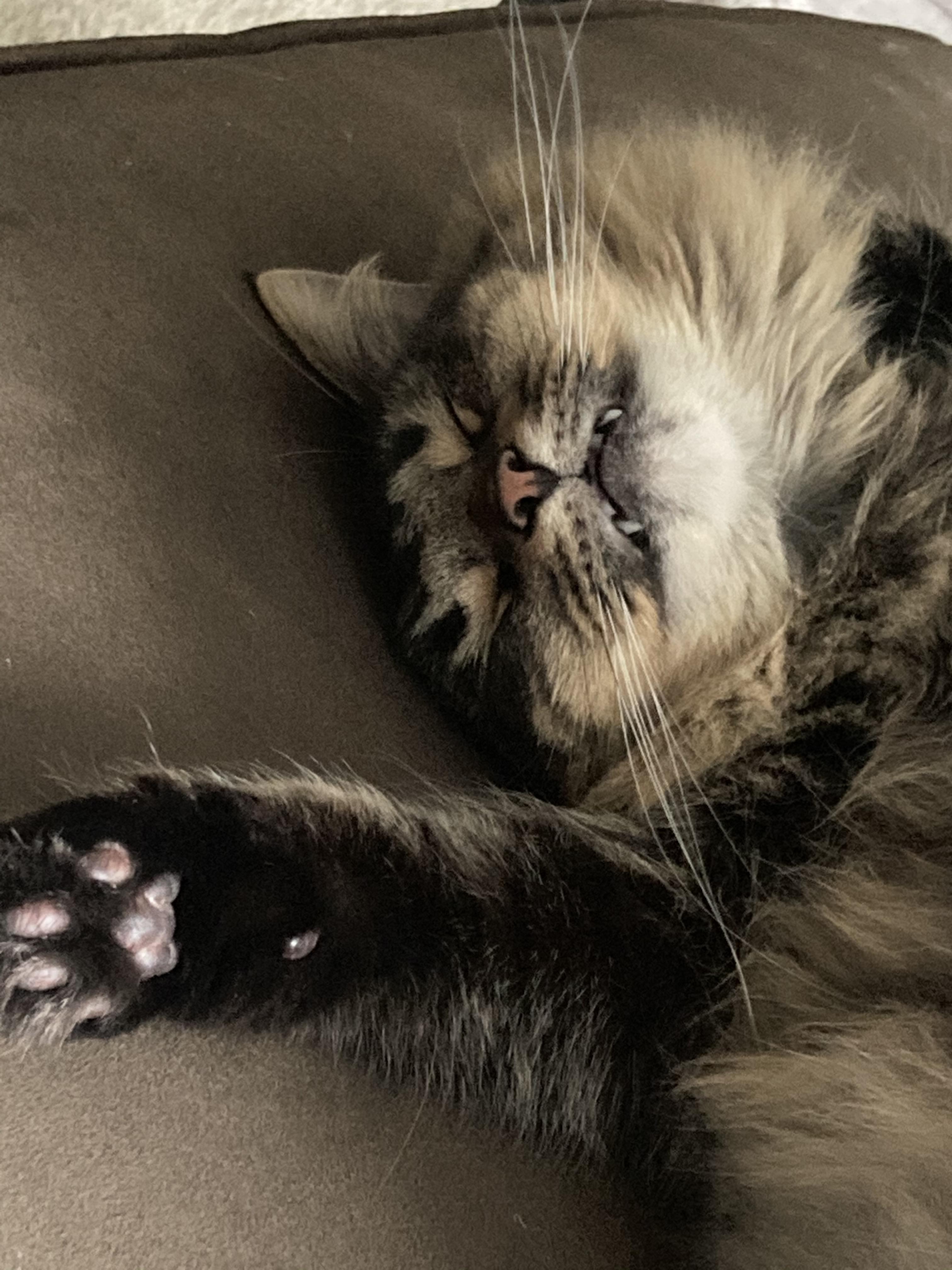 My sleepy baby | Scrolller