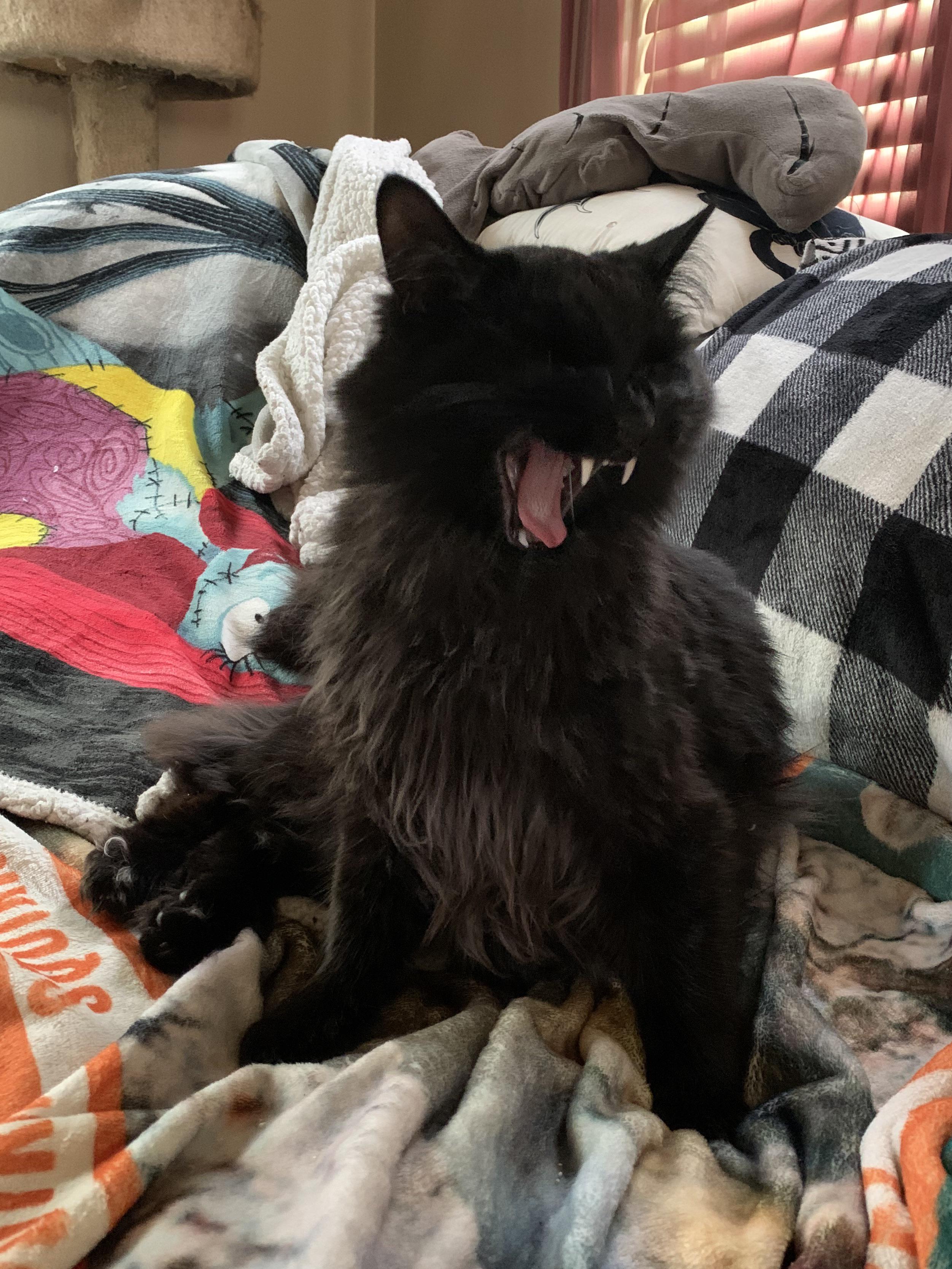 Nailed that high note 🎶 | Scrolller