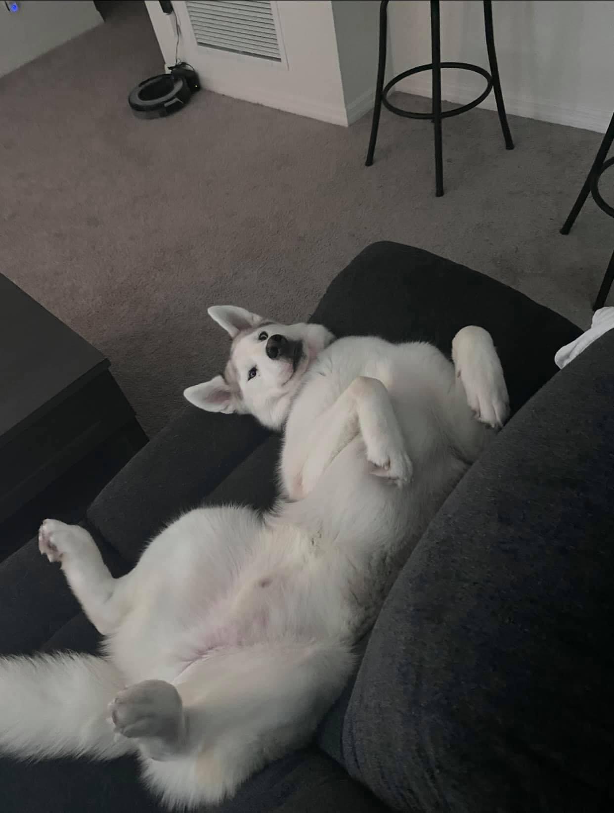 No bones or brains.. just floof | Scrolller