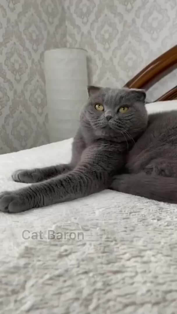 No thanks | Scrolller