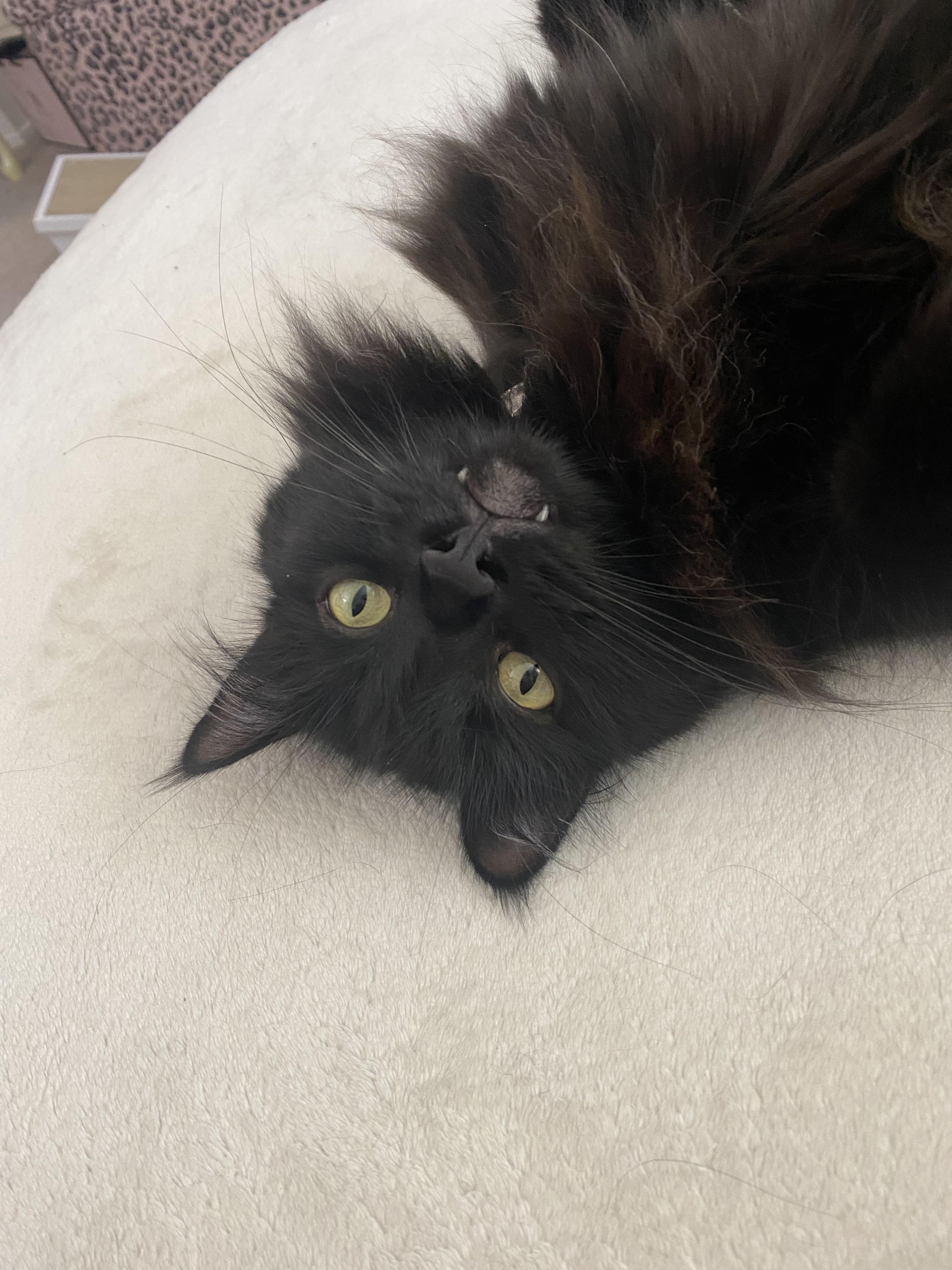 No thoughts; head empty - Noodle | Scrolller