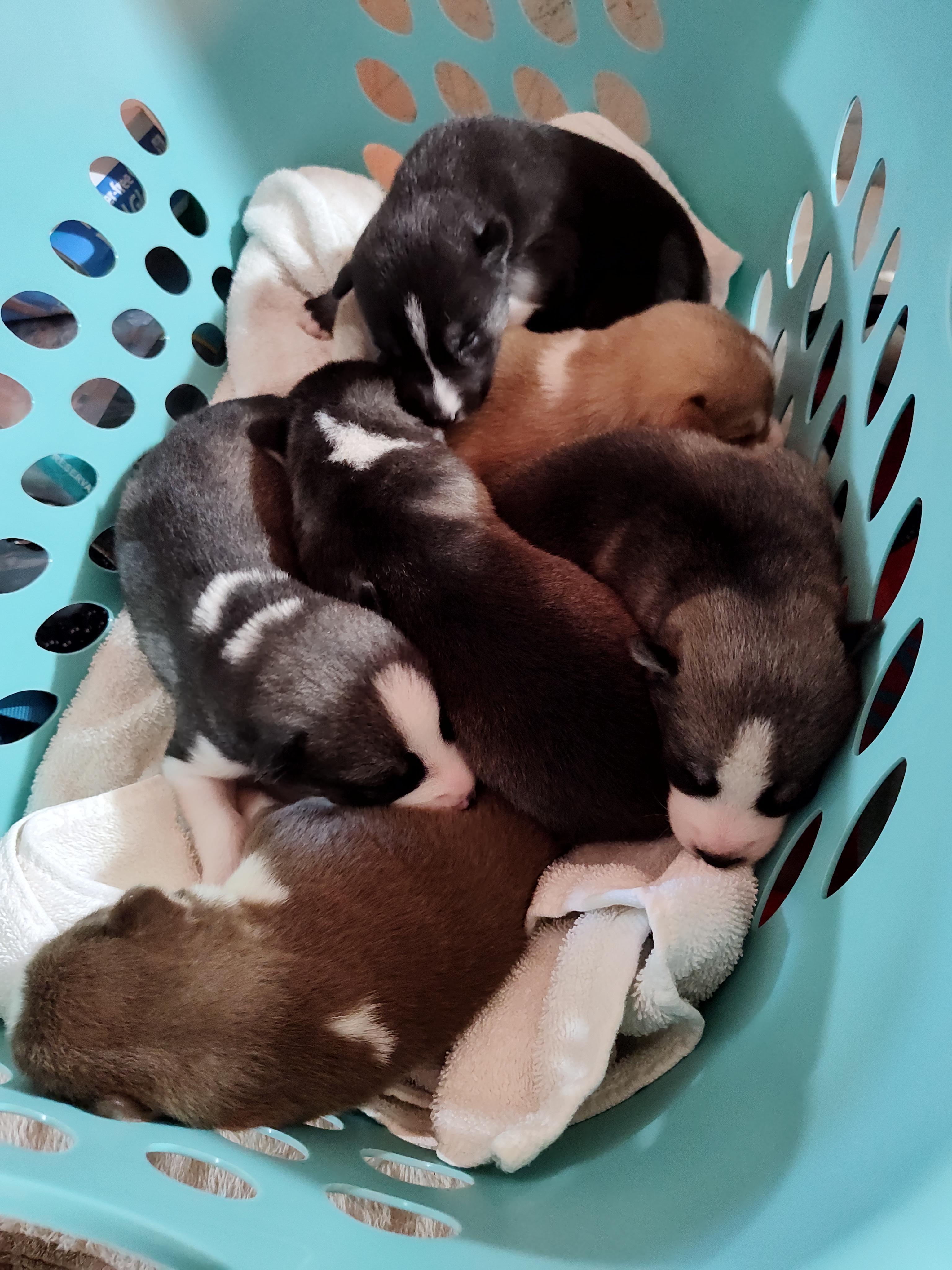 once upon a time there were six baby chonks | Scrolller