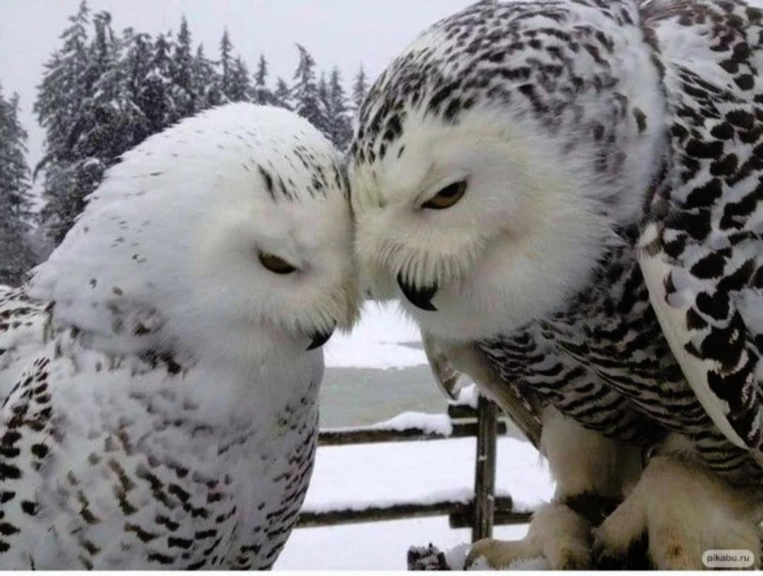 One of the most beautiful birds in the world 😍 | Scrolller