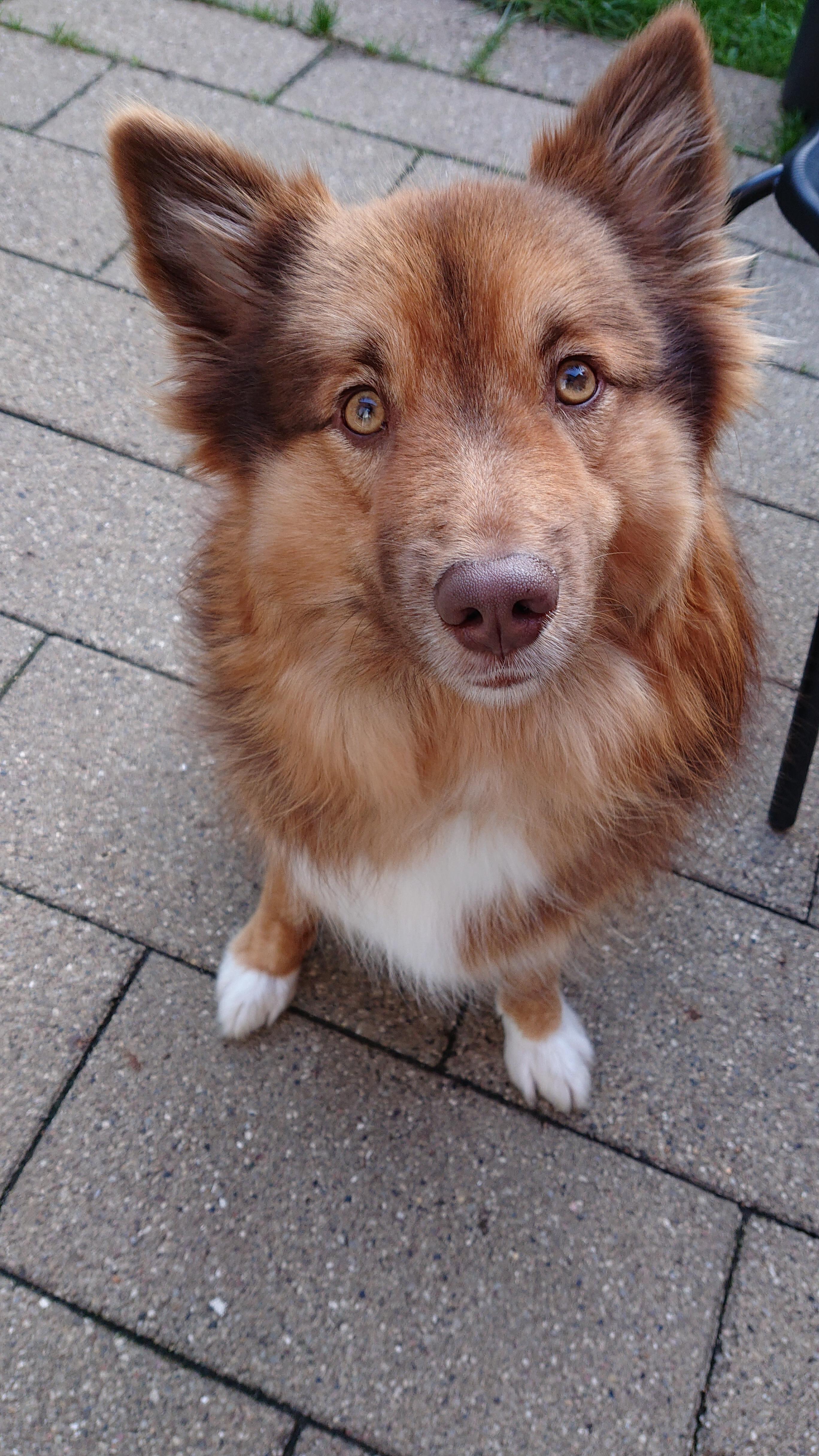 Our handsome boy with anklesocks | Scrolller