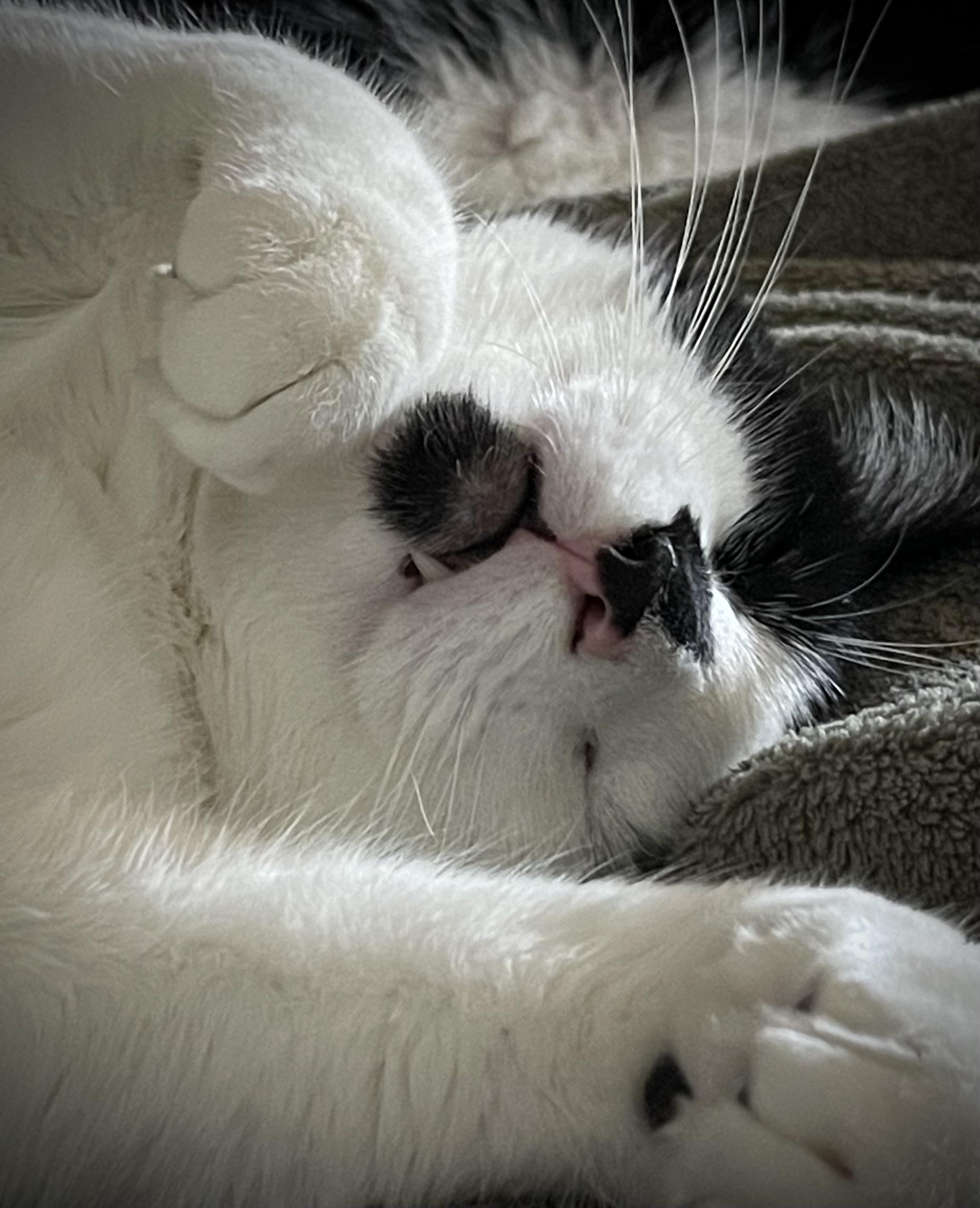 Our little vamp in repose | Scrolller