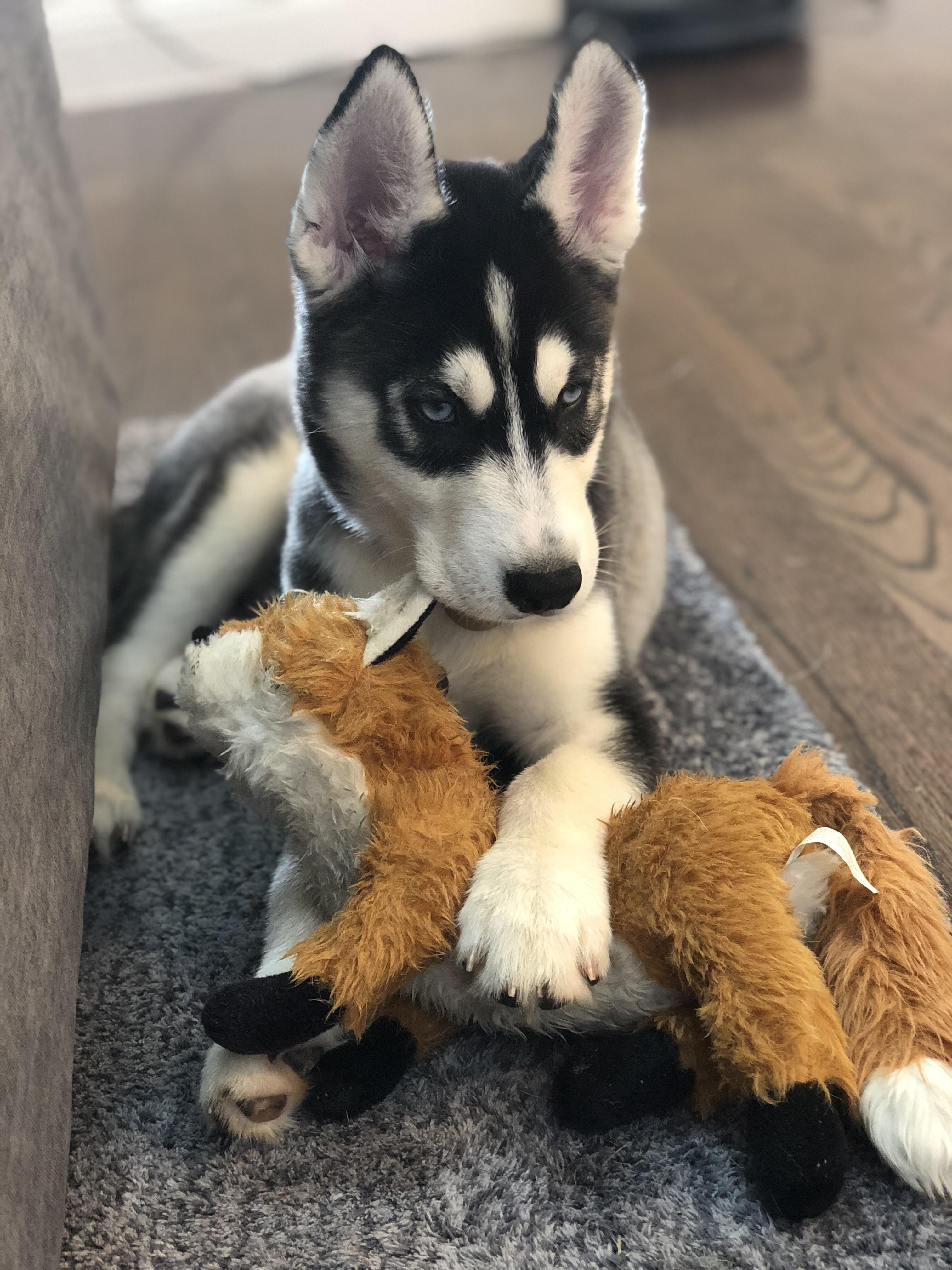 Our new family member! | Scrolller