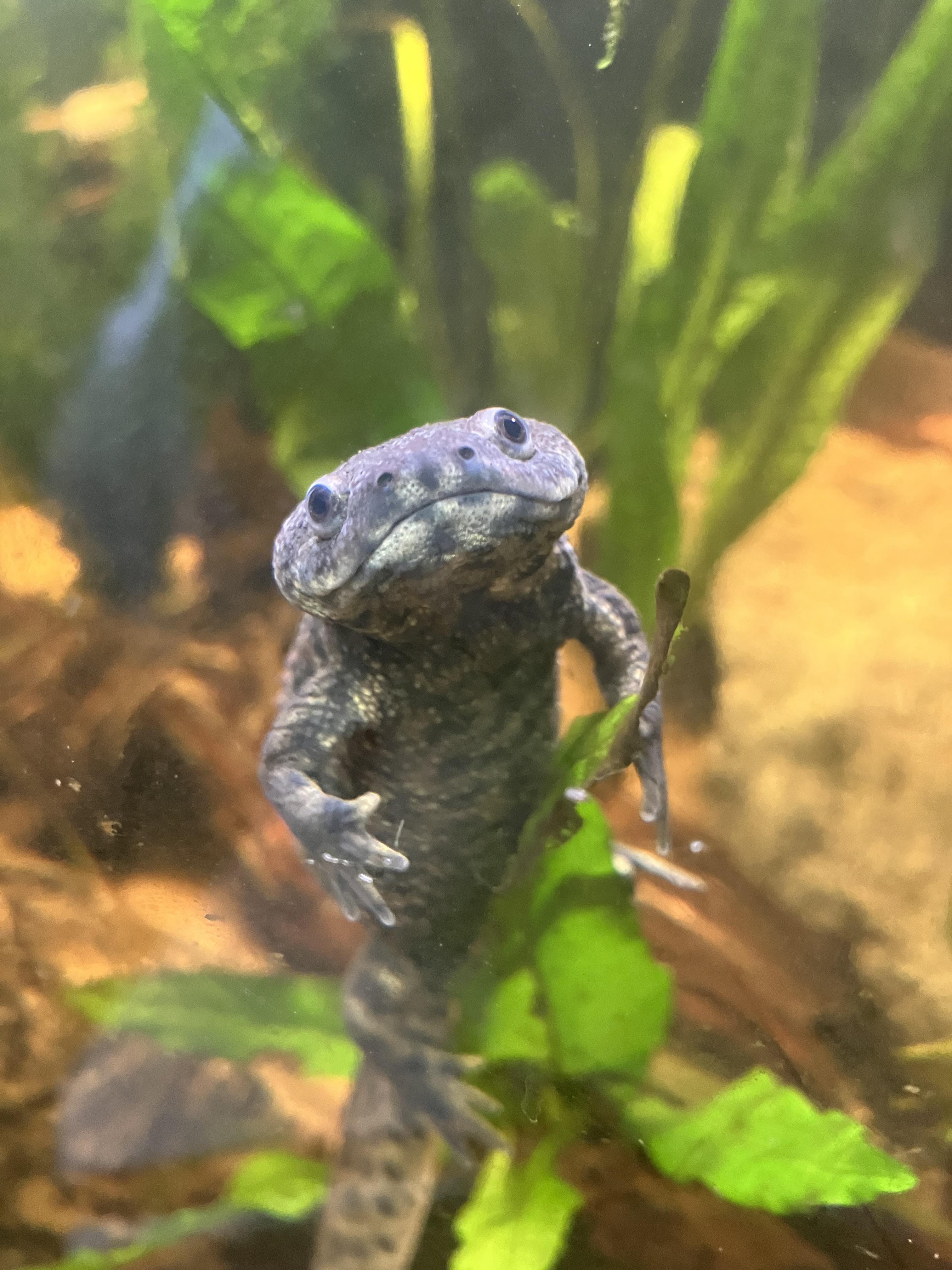 Out of my three newts, Meatloaf has the best smile. | Scrolller