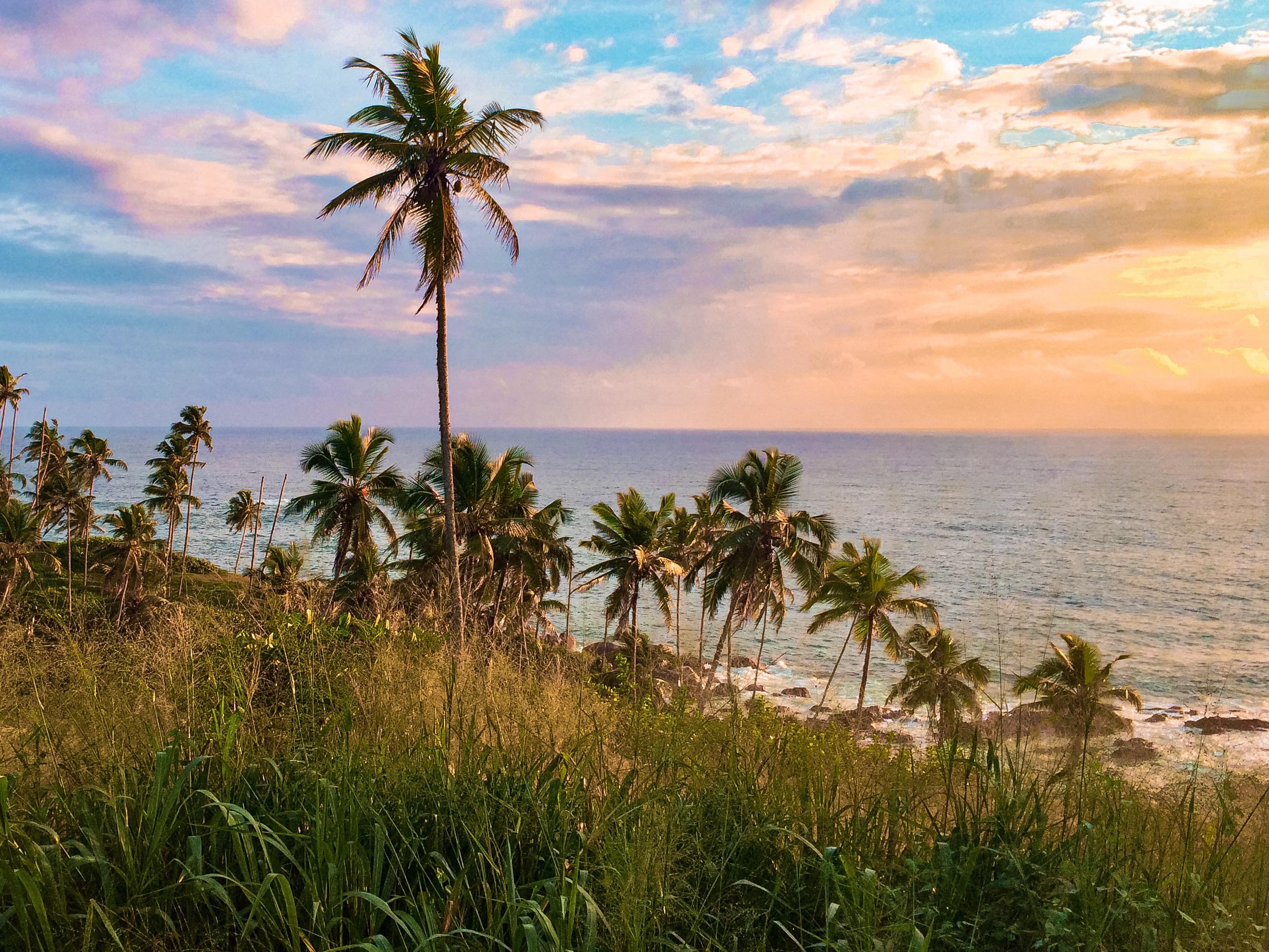 Palm tree with a beautiful view | Scrolller