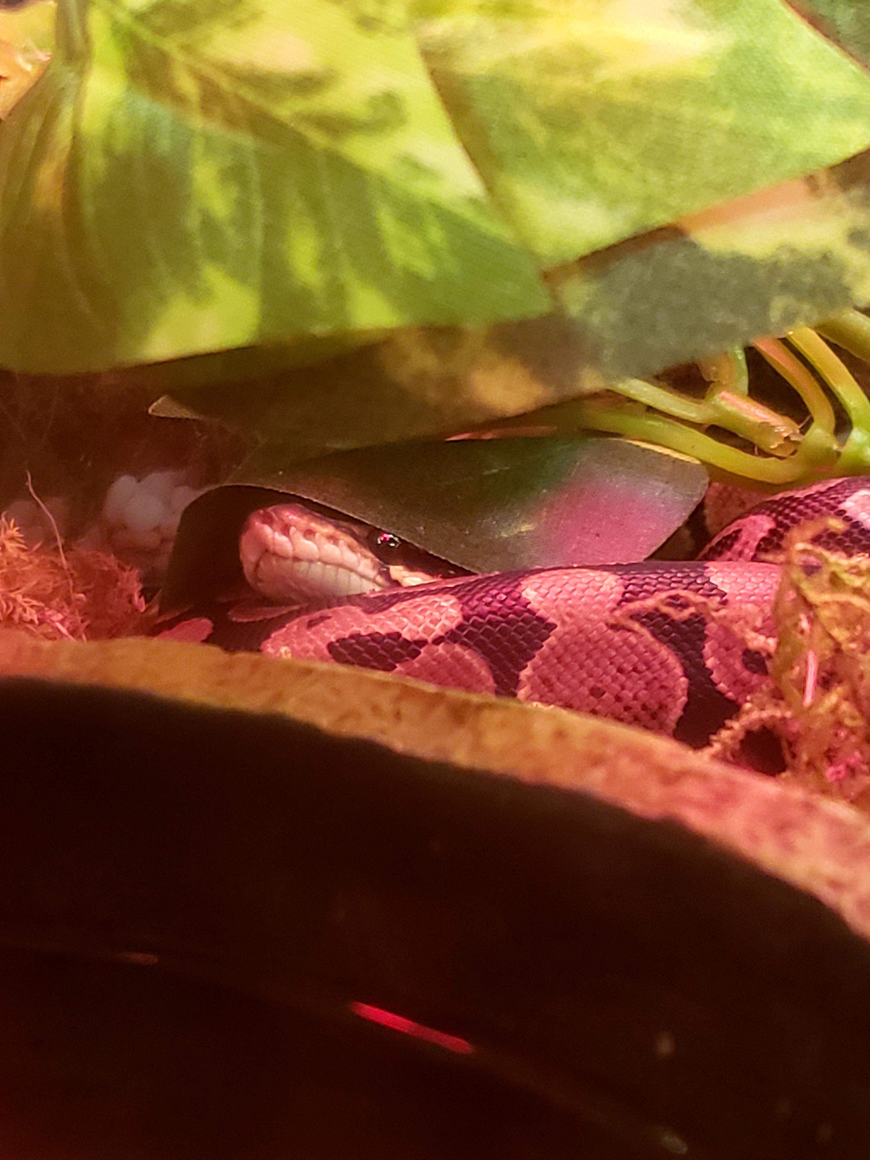 Pepper with a leaf hat | Scrolller