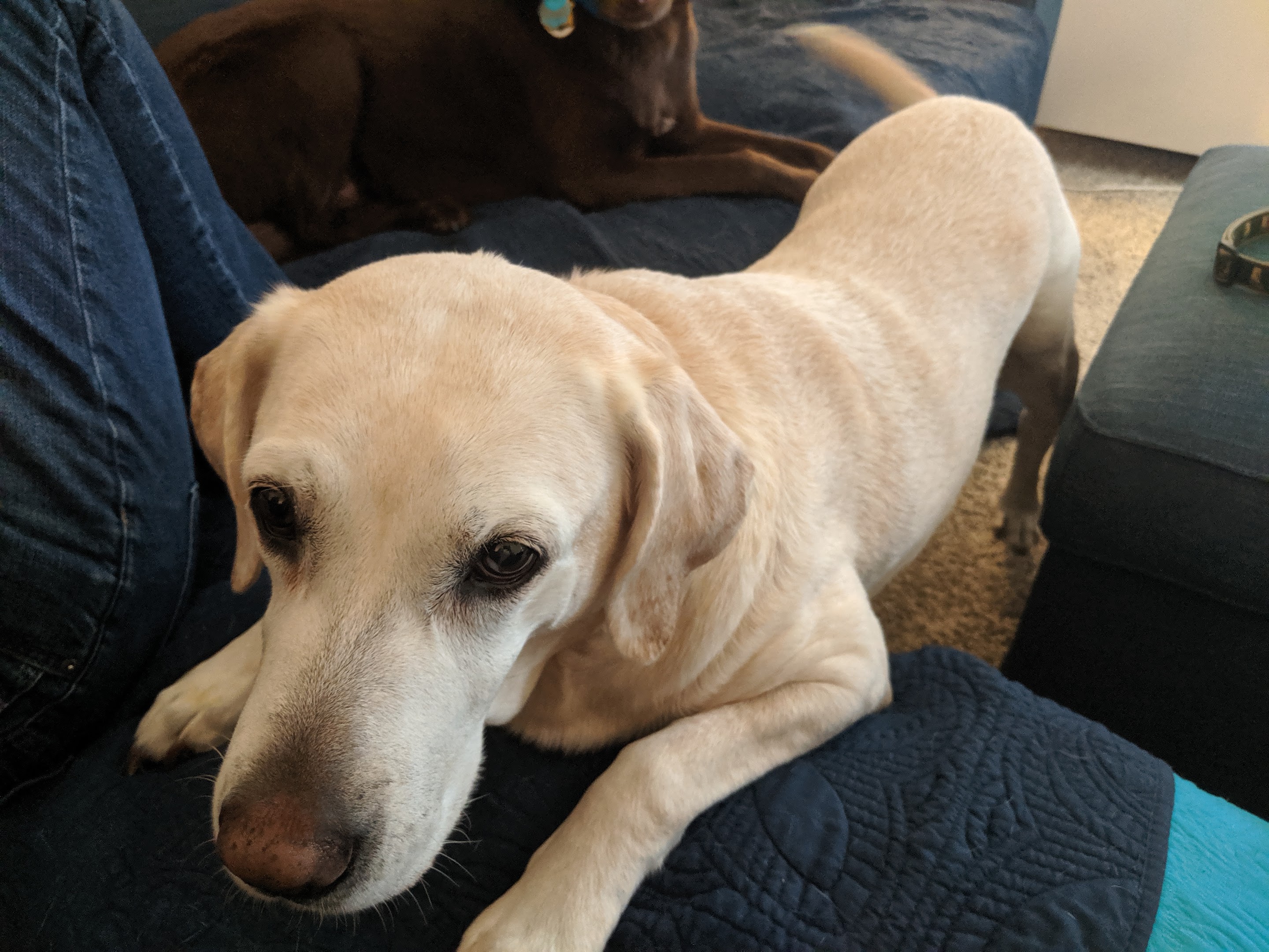 Piper's begging bridge | Scrolller