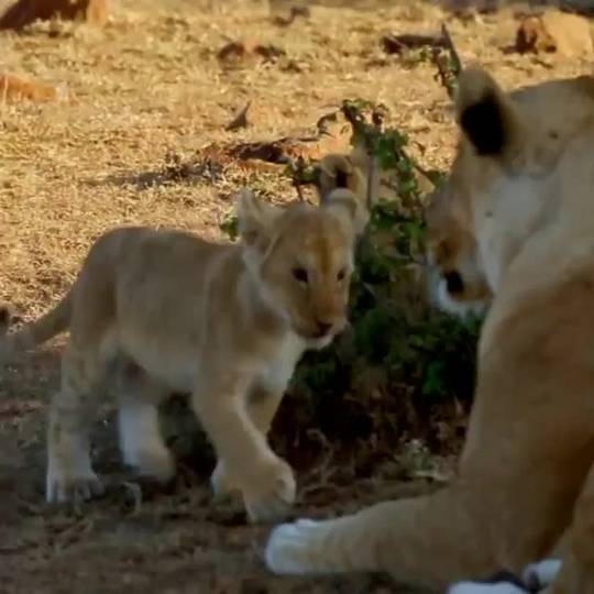 Playing with momma | Scrolller