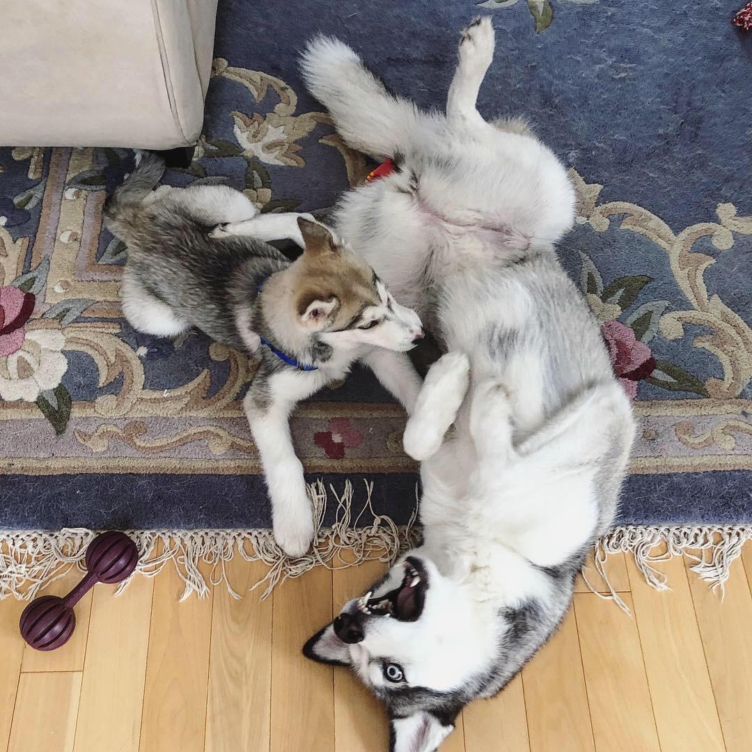 Playtime ! 😊 | Scrolller