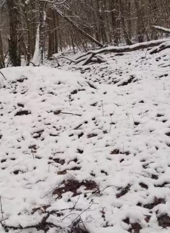 POV: You are a tree and I'm desperate on my hike | Scrolller