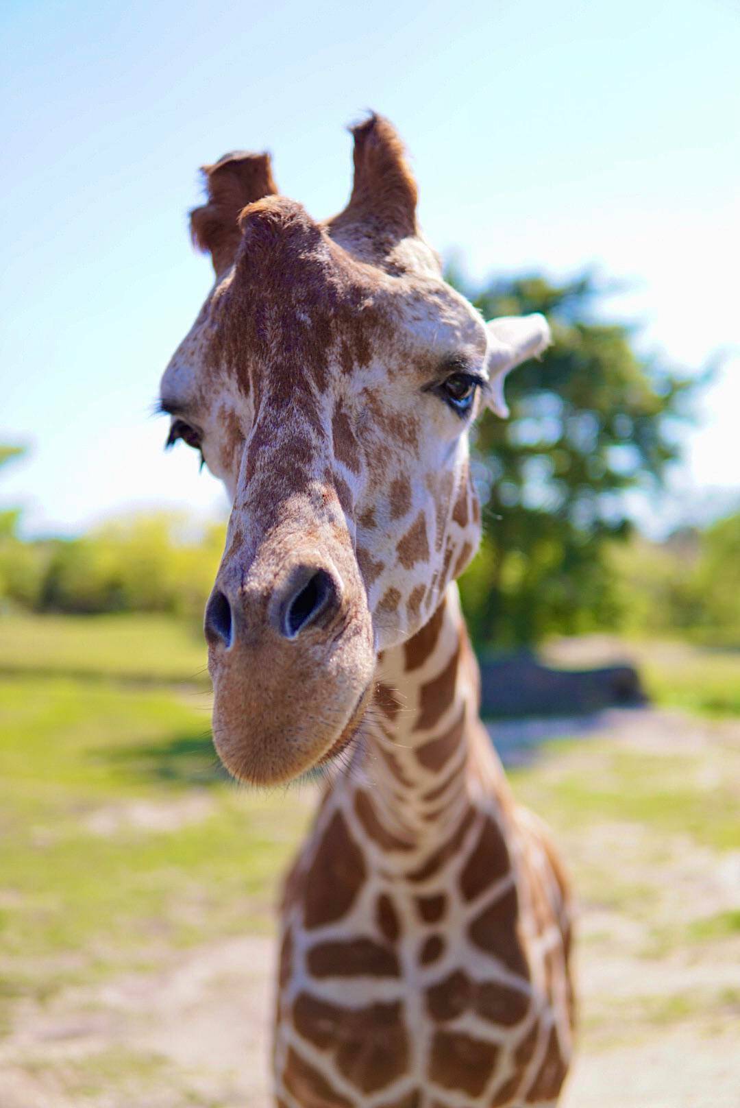 Quick shot Sigma 30mm | Scrolller