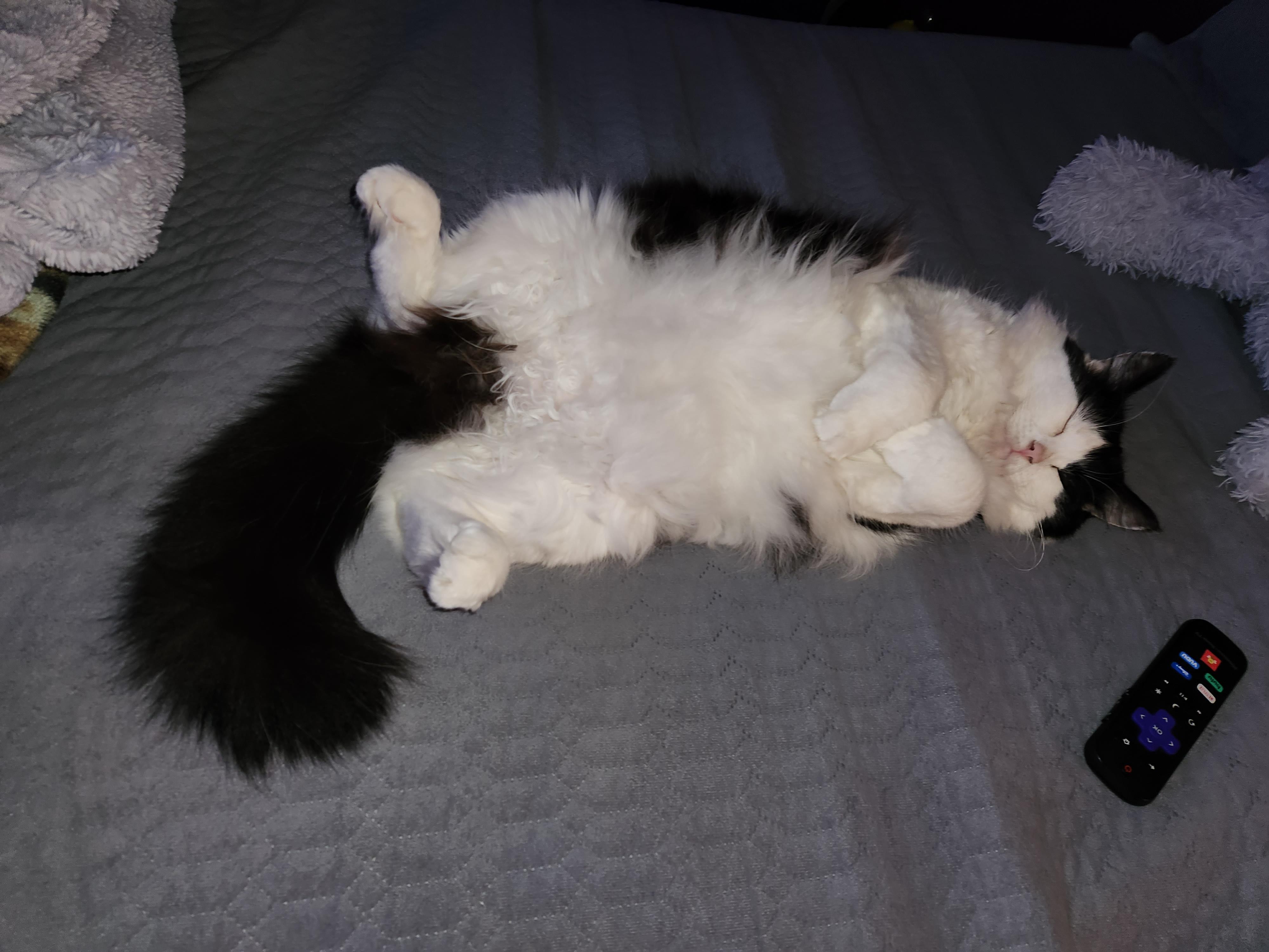 Randy and his luxurious bottle brush | Scrolller