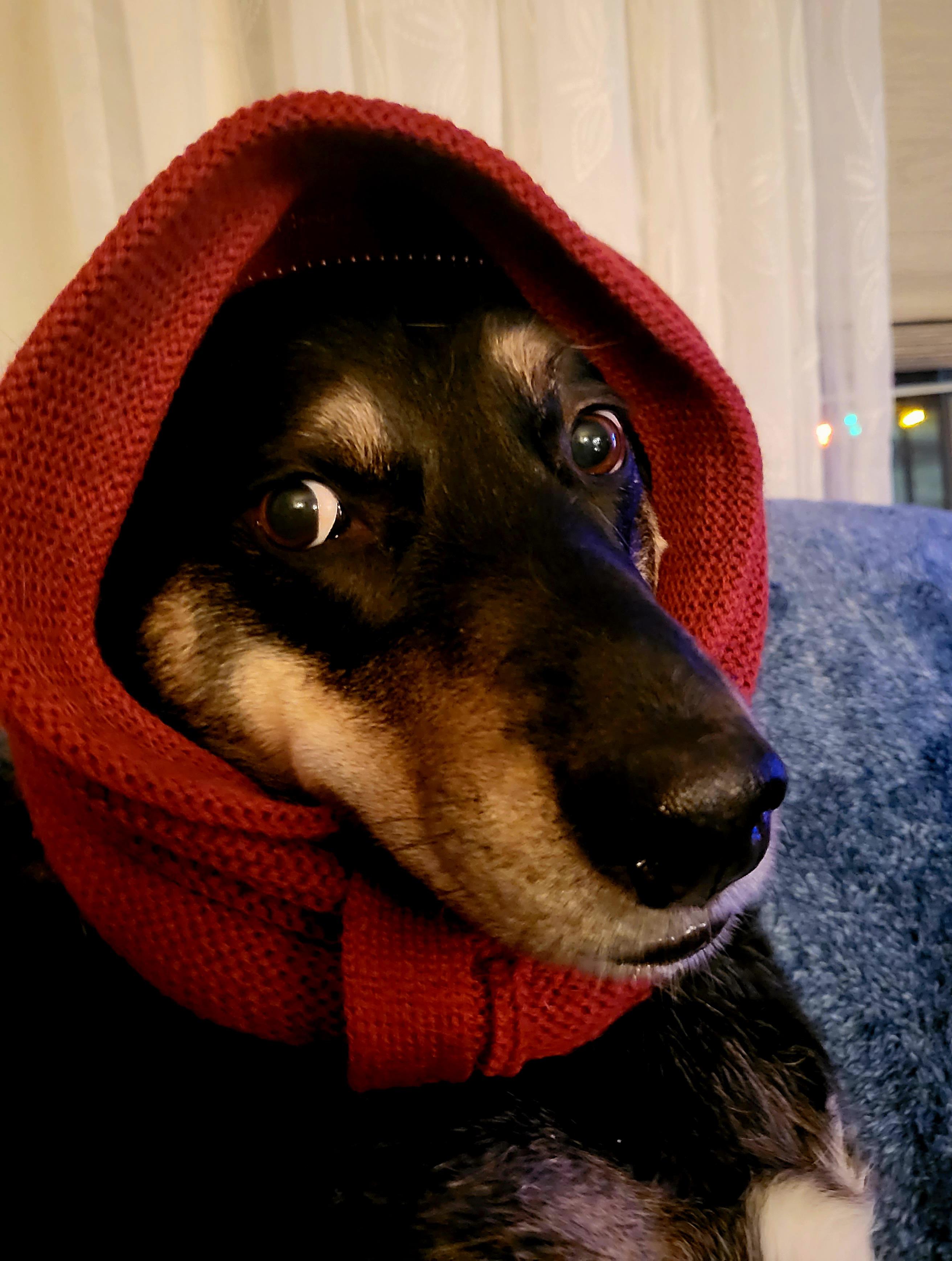 Red riding dog. | Scrolller