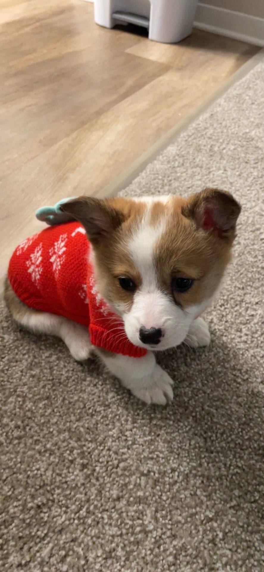 Reddit, meet Gizmo! | Scrolller