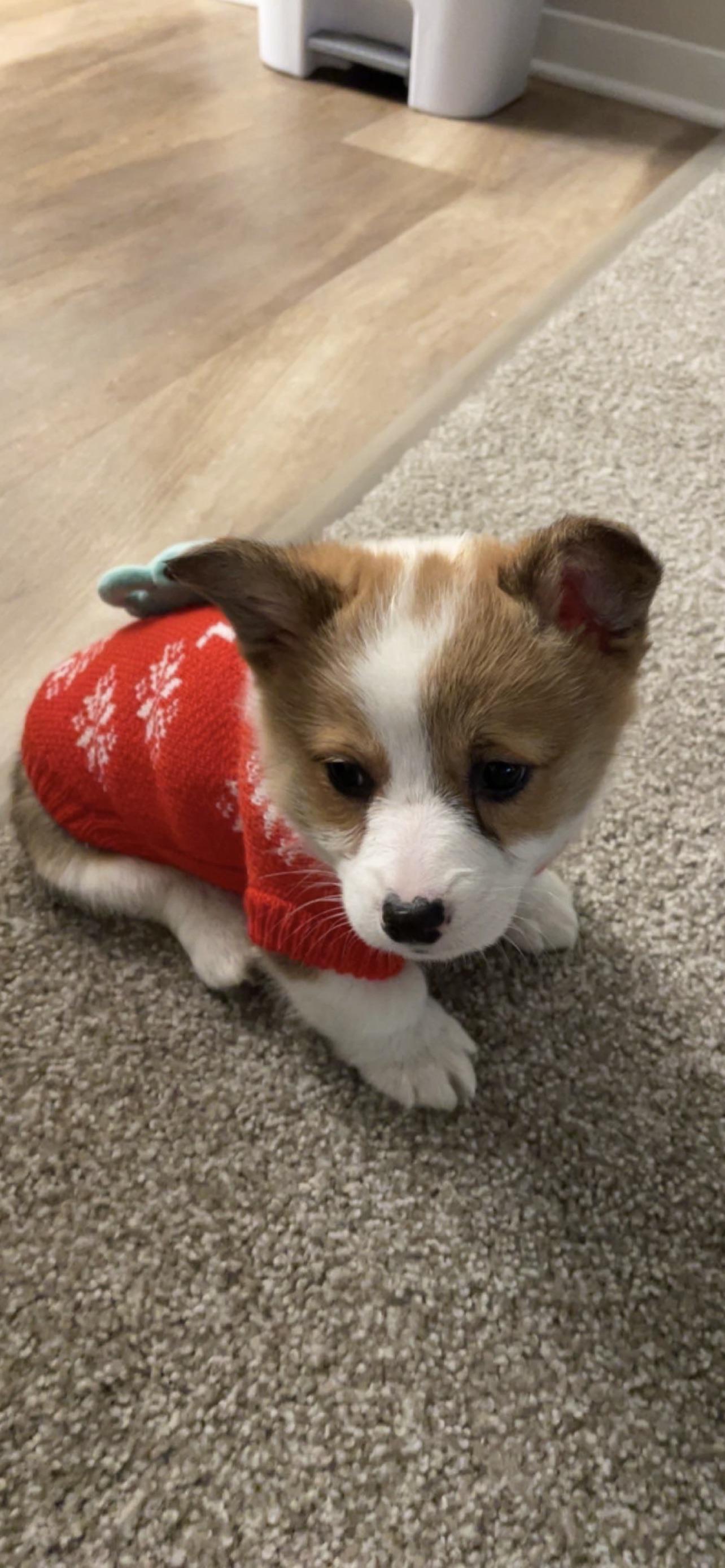 Reddit, meet Gizmo! | Scrolller