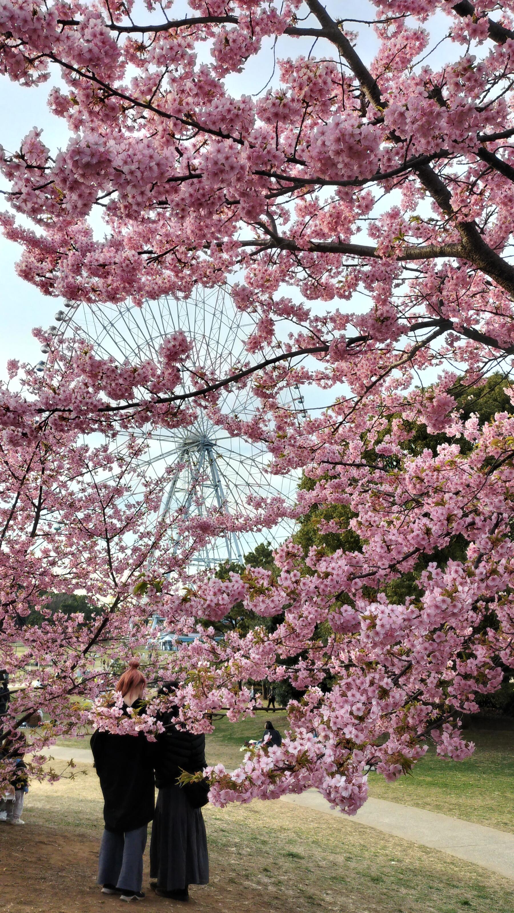 sakura in Tokyo | Scrolller