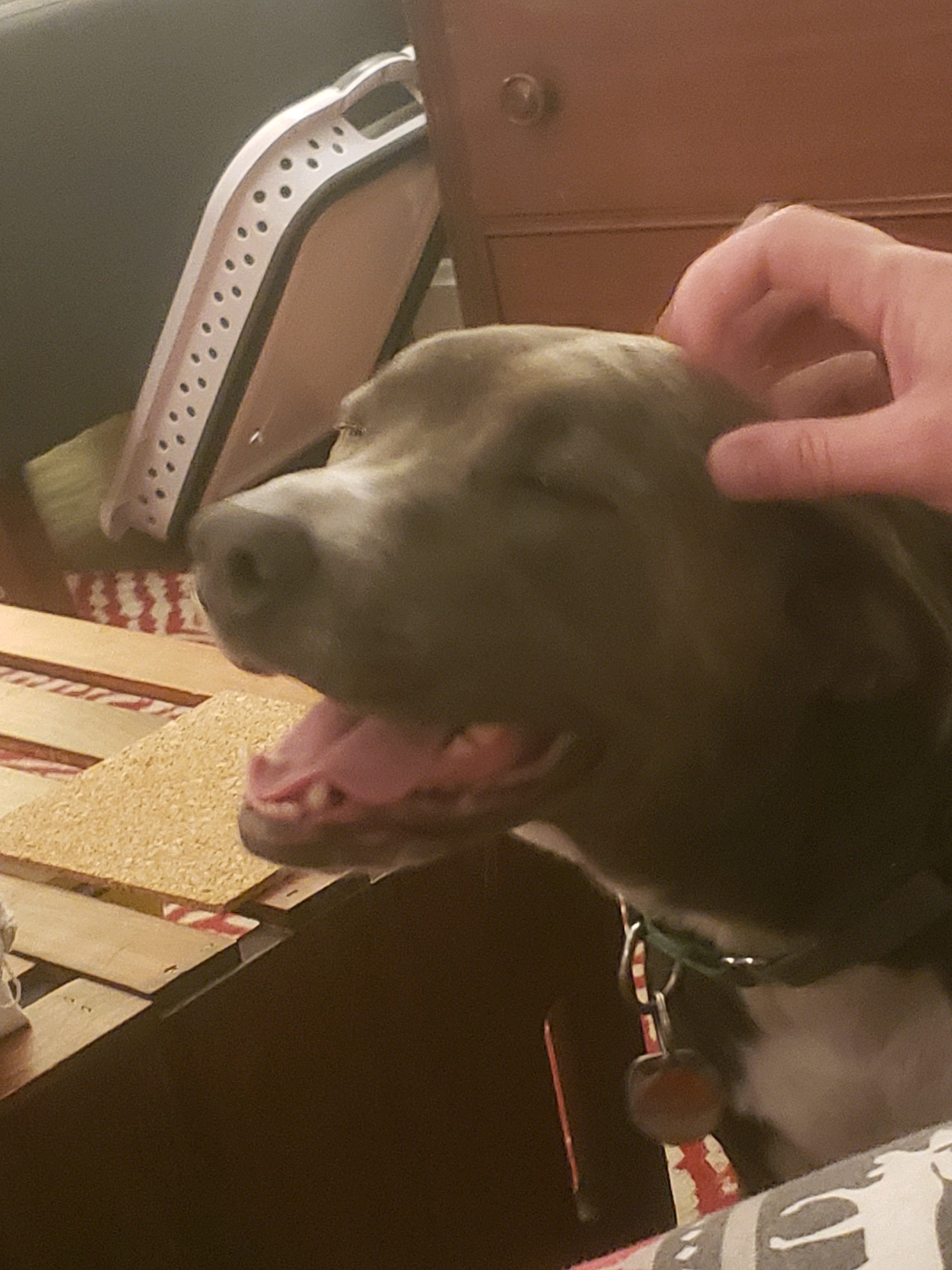 Scritch the head moar, mister. | Scrolller