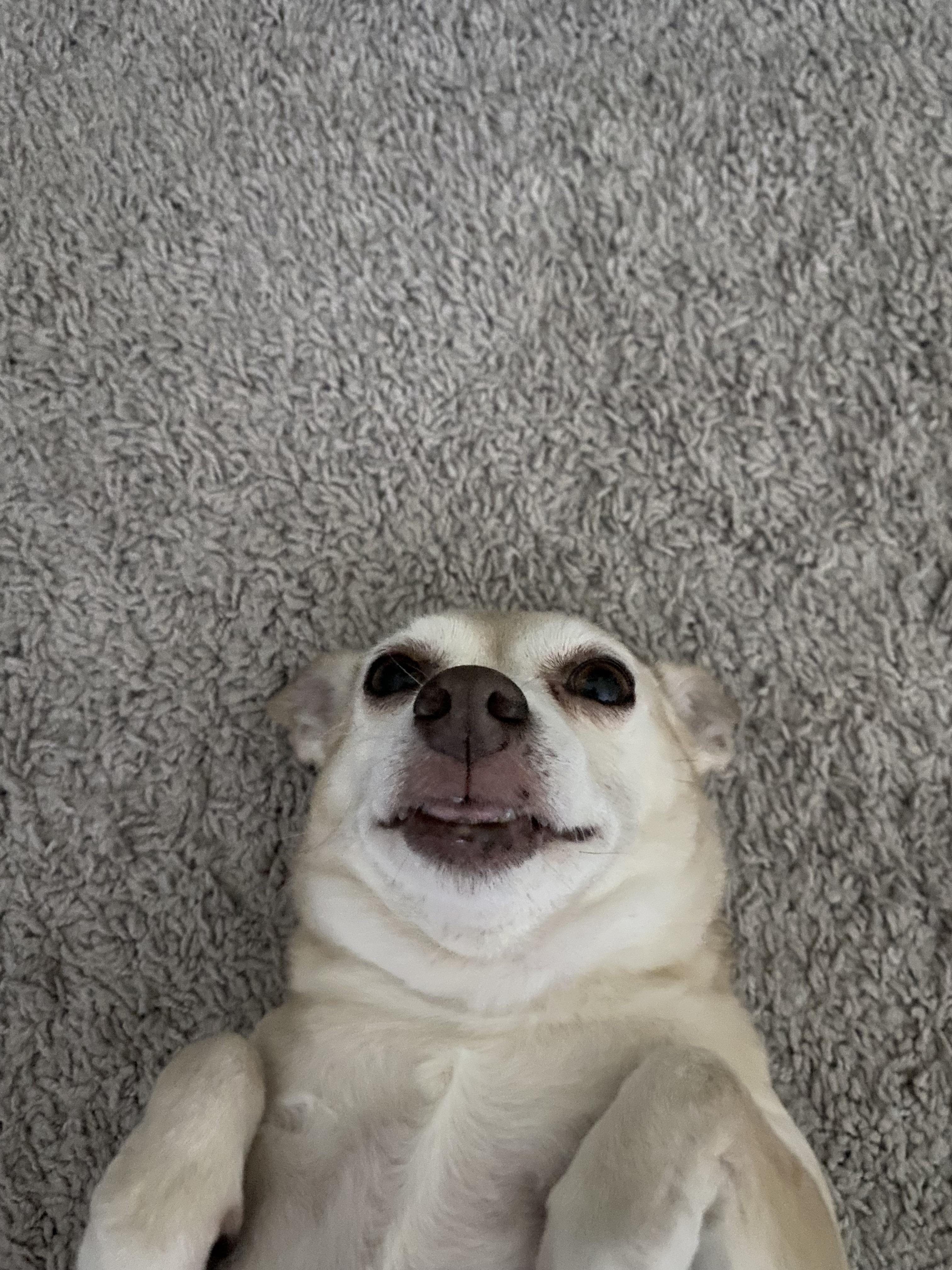 She makes little derpy faces when you give her belly rubs. | Scrolller