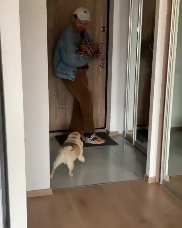 Show me, show me, my new friend [pug_leonid] | Scrolller