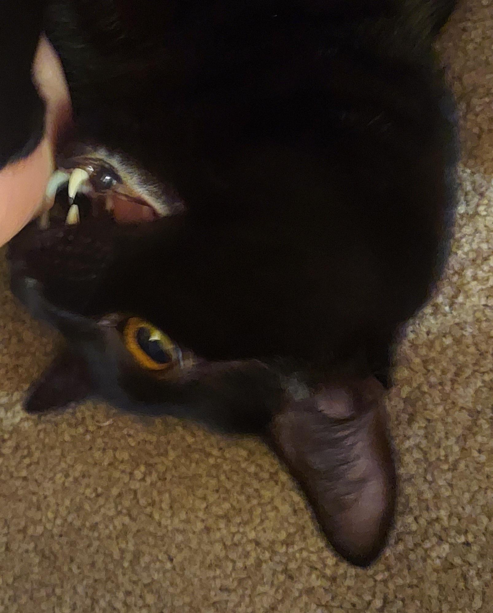 showing how to use fangs | Scrolller