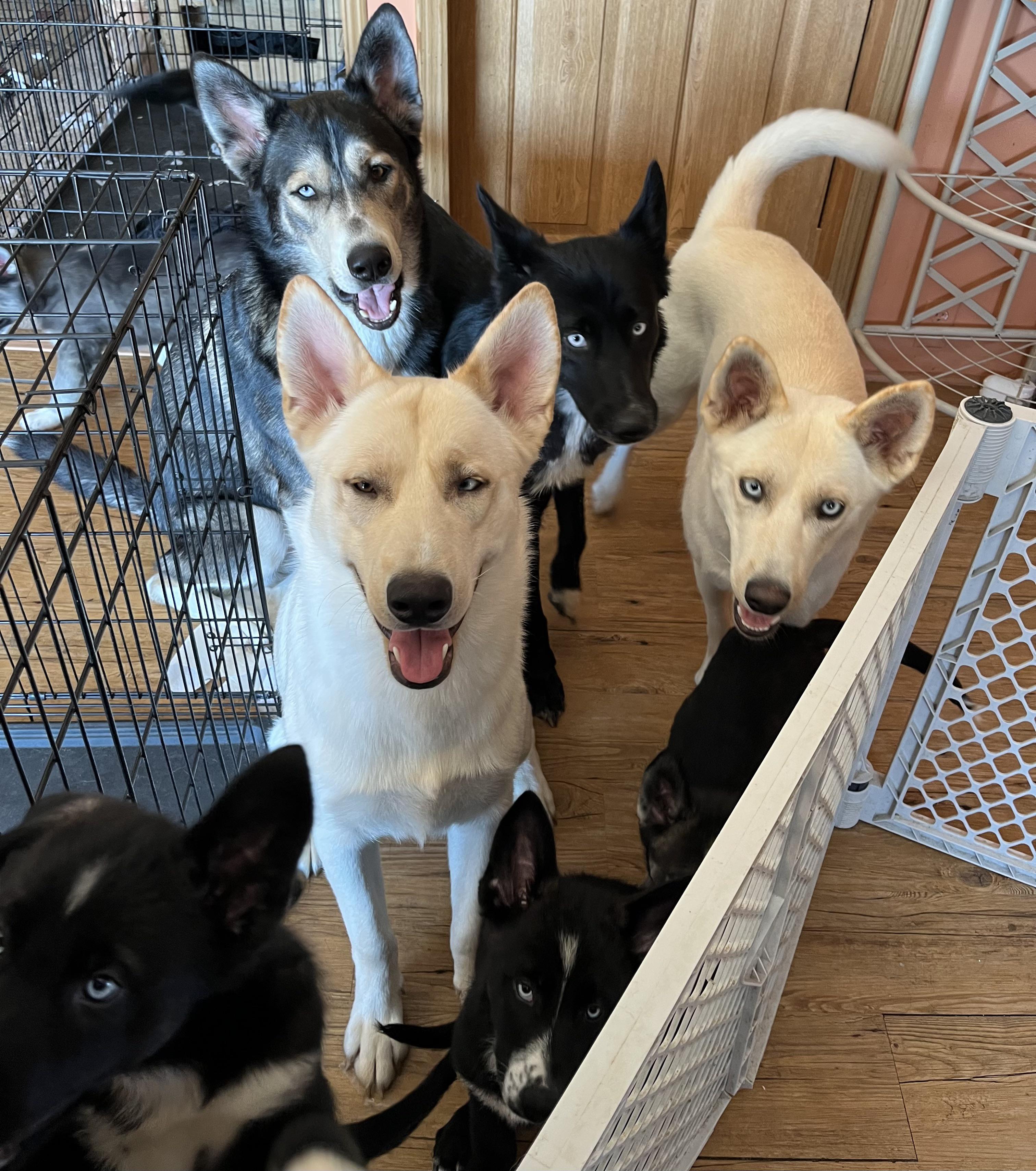 Siberian Husky Pack | Scrolller