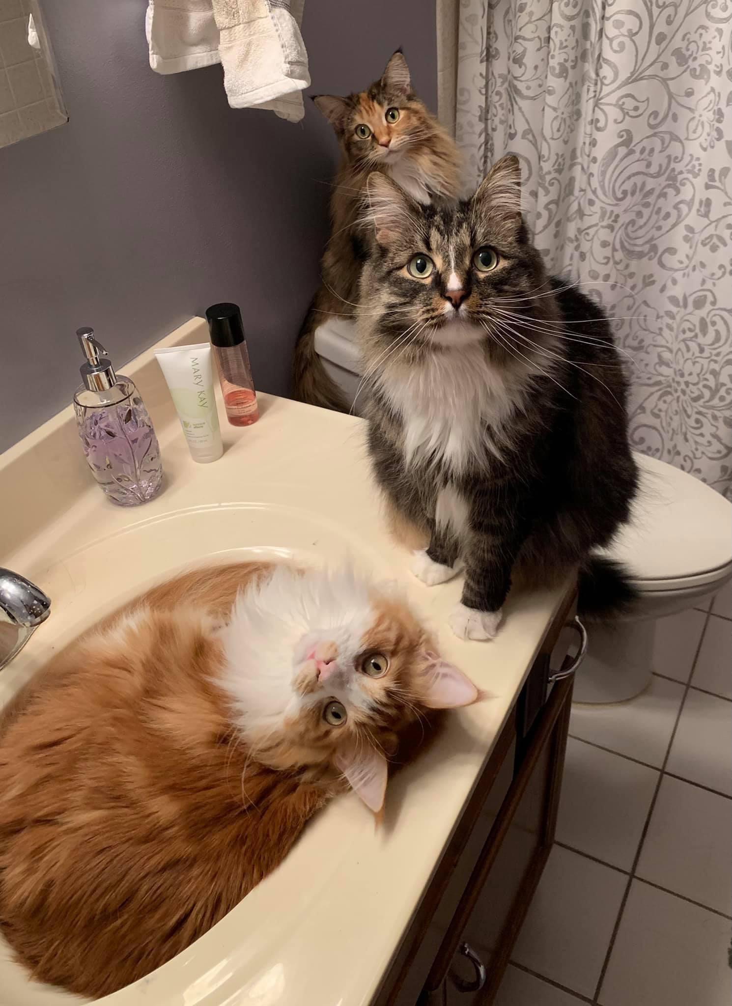 Simba in the sink and Frodo and Mulan waiting for their turn | Scrolller